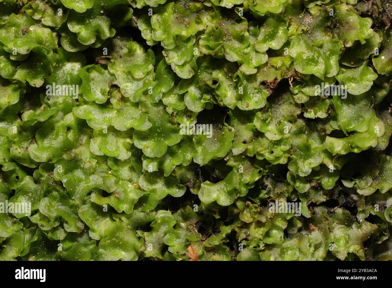 common pellia (Pellia epiphylla) Plantae Stock Photo - Alamy