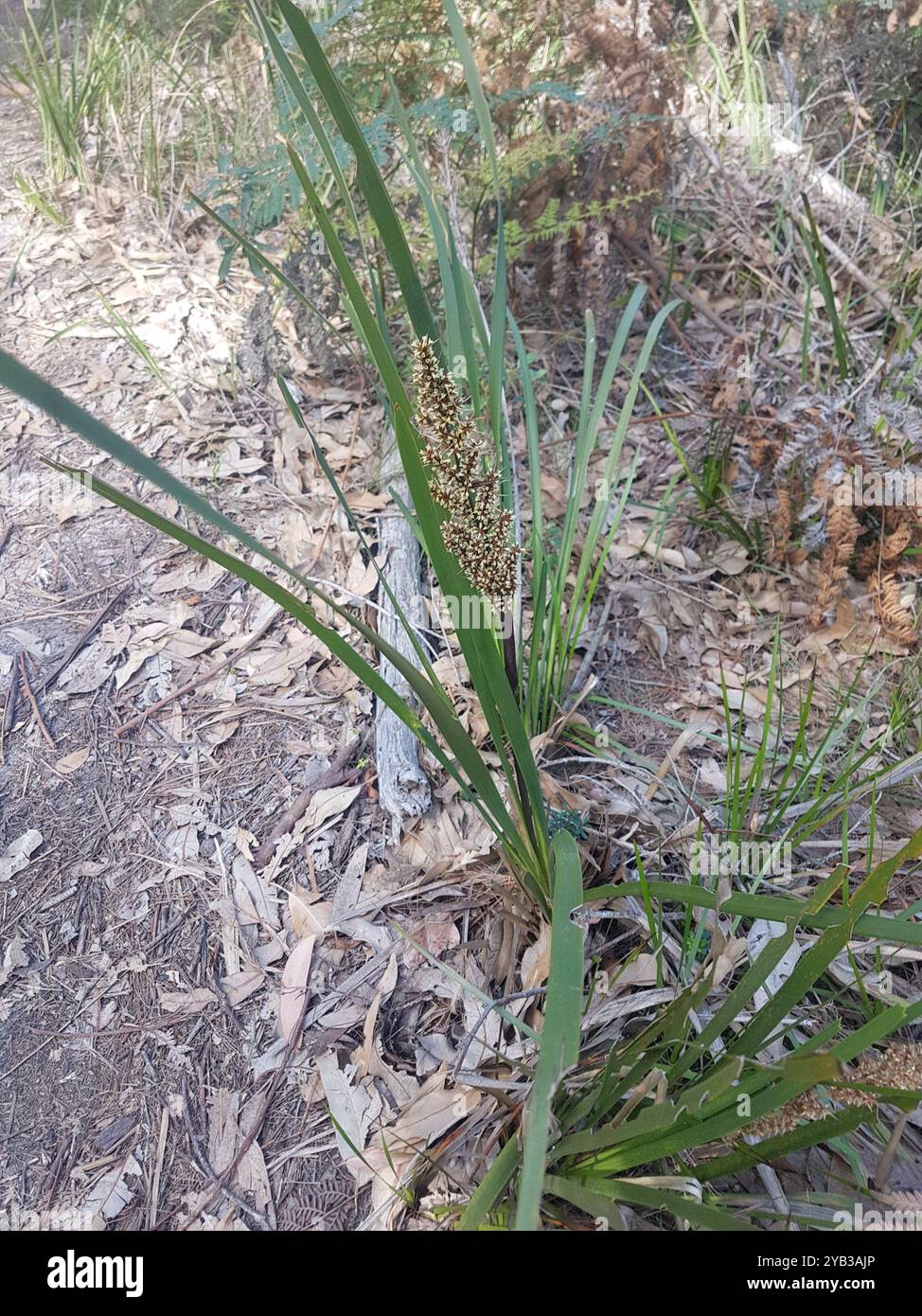 Spiny-headed Mat-rush (Lomandra longifolia) Plantae Stock Photo - Alamy