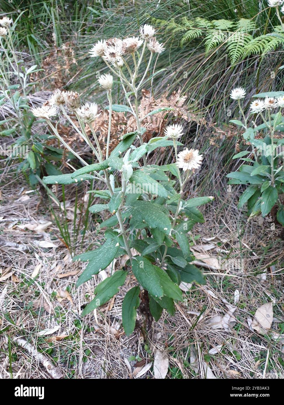 white paper daisy (Coronidium elatum) Plantae Stock Photo - Alamy