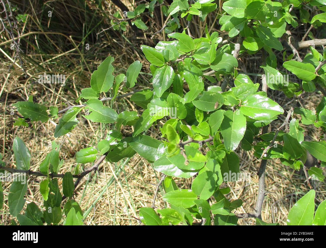 buffalo-thorn (Ziziphus mucronata) Plantae Stock Photo - Alamy