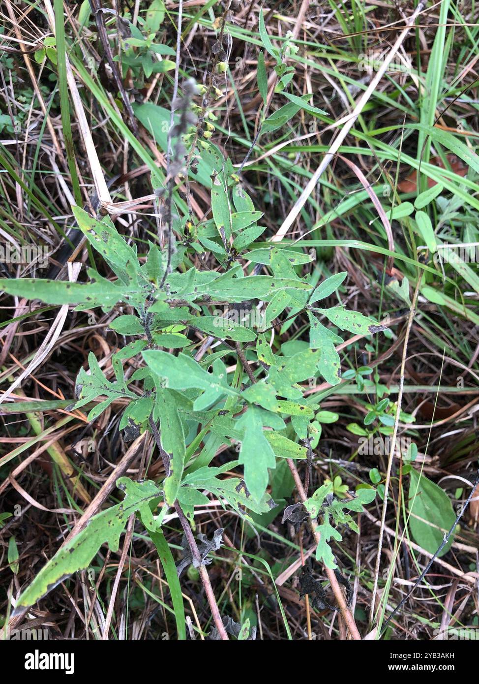 western ragweed (Ambrosia psilostachya) Plantae Stock Photo - Alamy