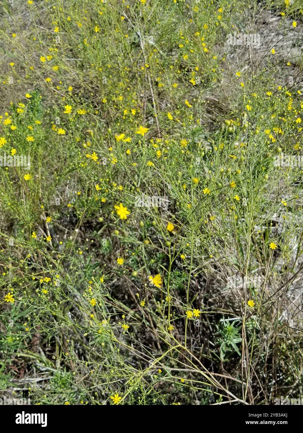 prairie broomweed (Amphiachyris dracunculoides) Plantae Stock Photo - Alamy
