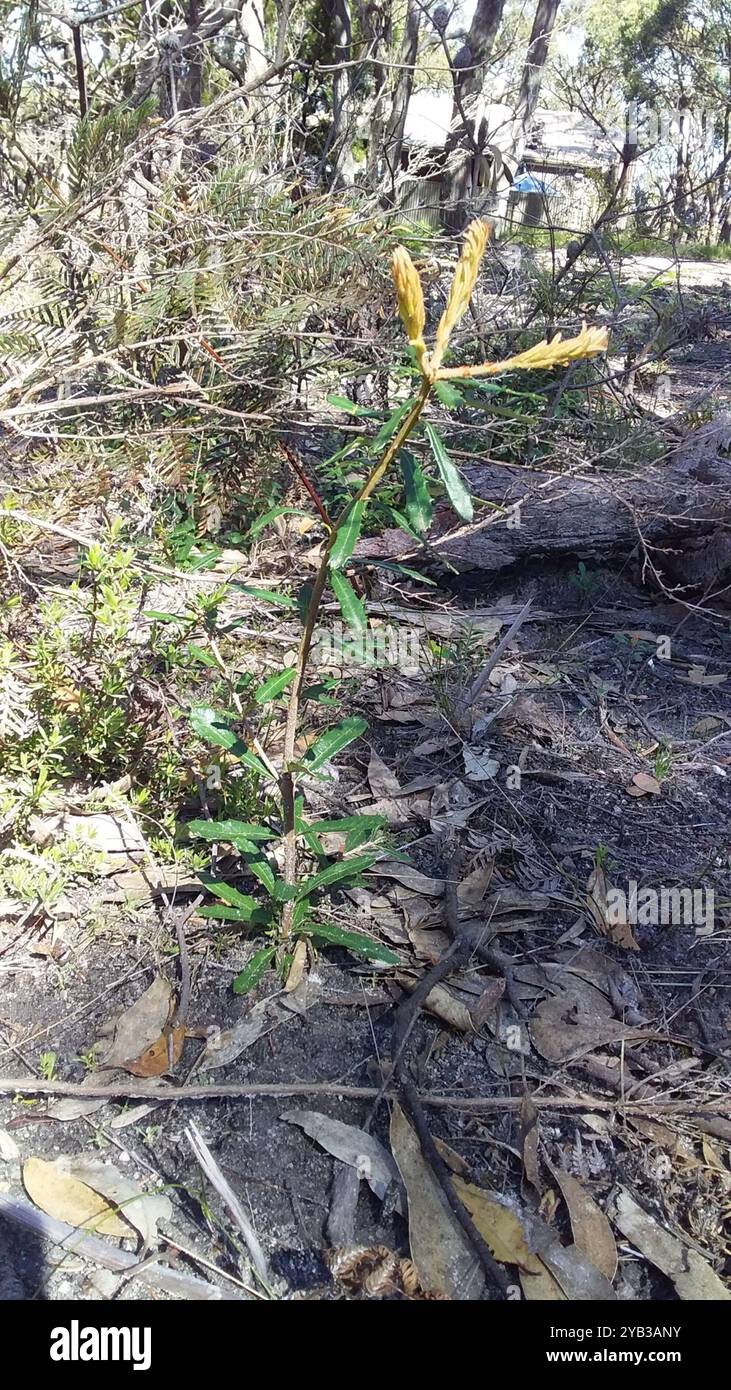 Silver Banksia (Banksia marginata) Plantae Stock Photo - Alamy