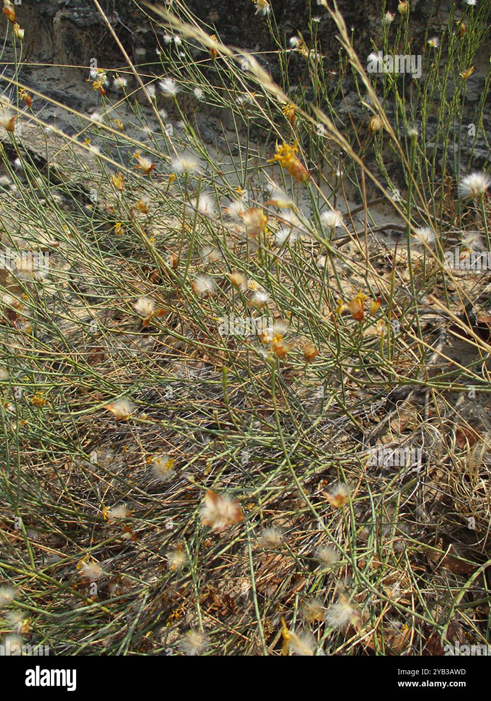 Summer Curryflower (Lasiosiphon polycephalus) Plantae Stock Photo - Alamy