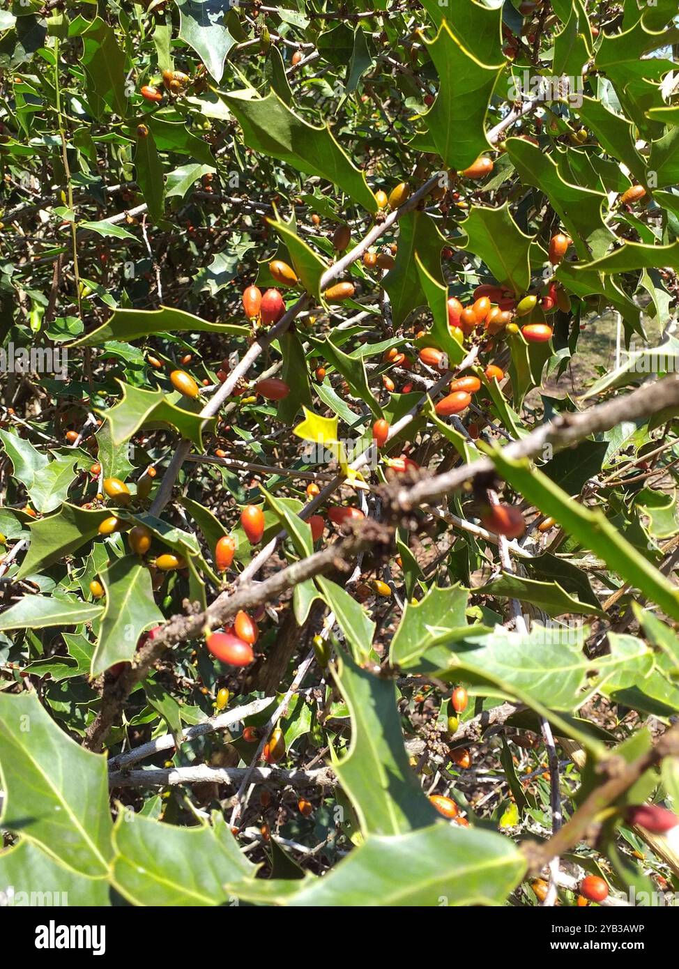(Maytenus ilicifolia) Plantae Stock Photo - Alamy