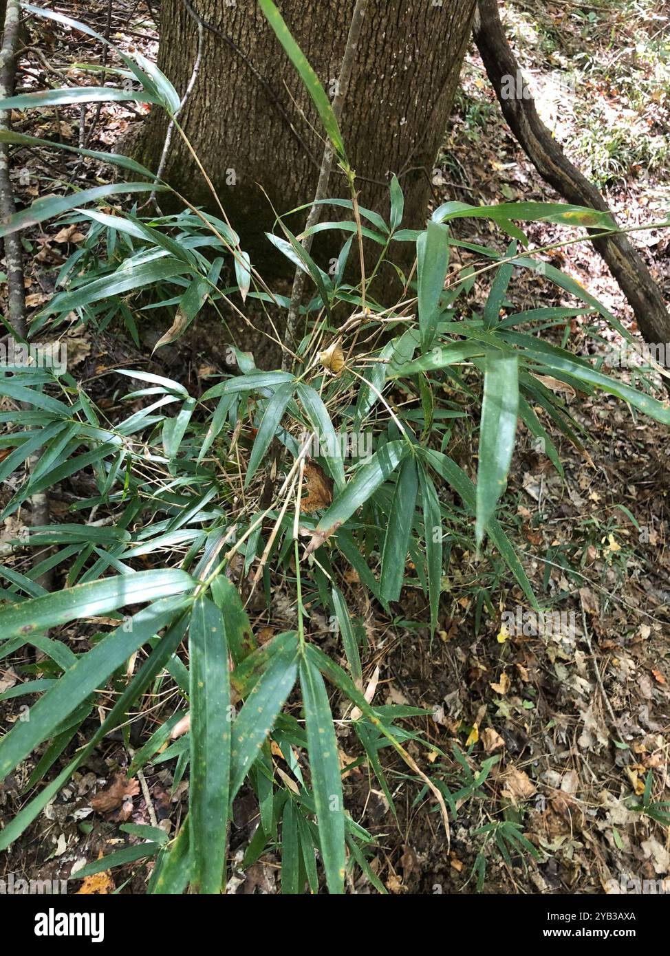 river cane (Arundinaria gigantea) Plantae Stock Photo - Alamy