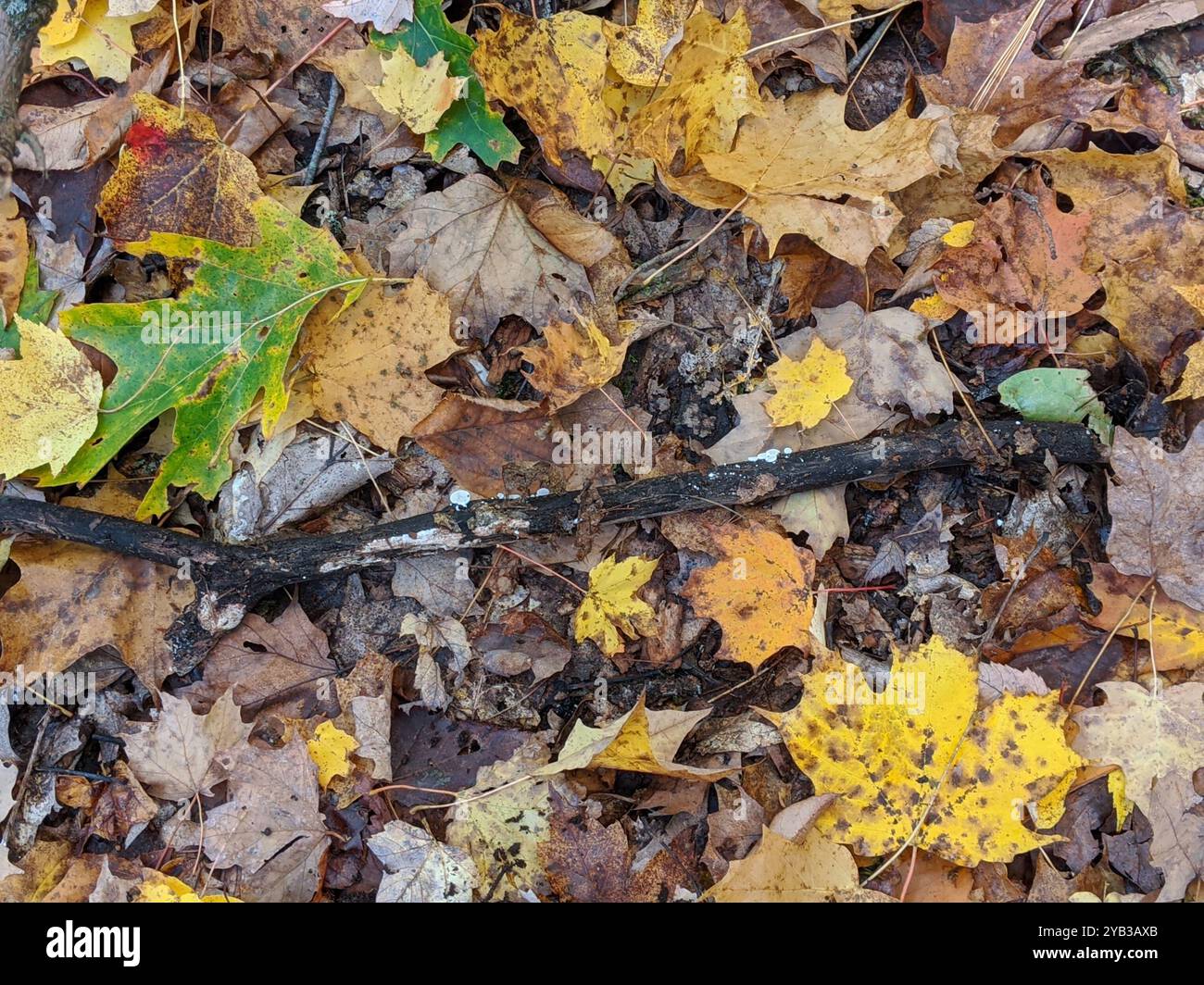 Variable Oysterling (Crepidotus variabilis) Fungi Stock Photo - Alamy
