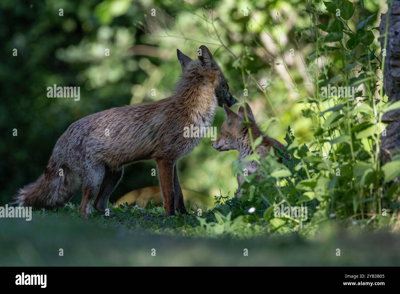 The red fox and her cubs Stock Photo - Alamy