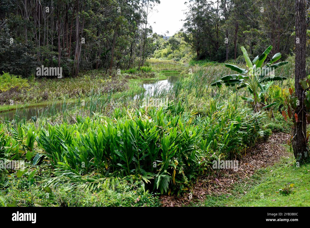 Vakona Forest Natural Reserve, rainforest. Andasibe, Alaotra-Mangoro ...