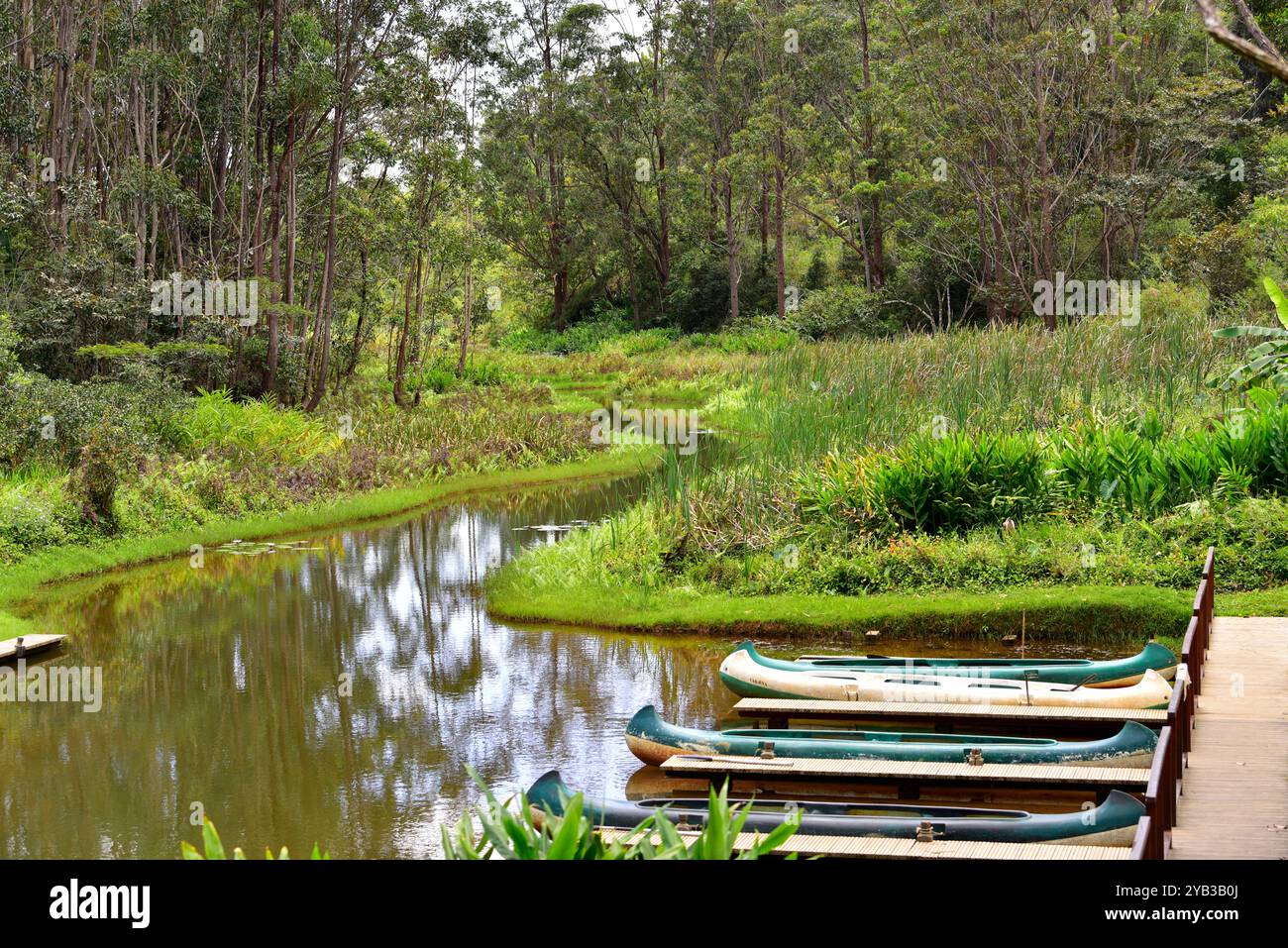 Vakona Forest Natural Reserve, rainforest. Canoe landing stage ...