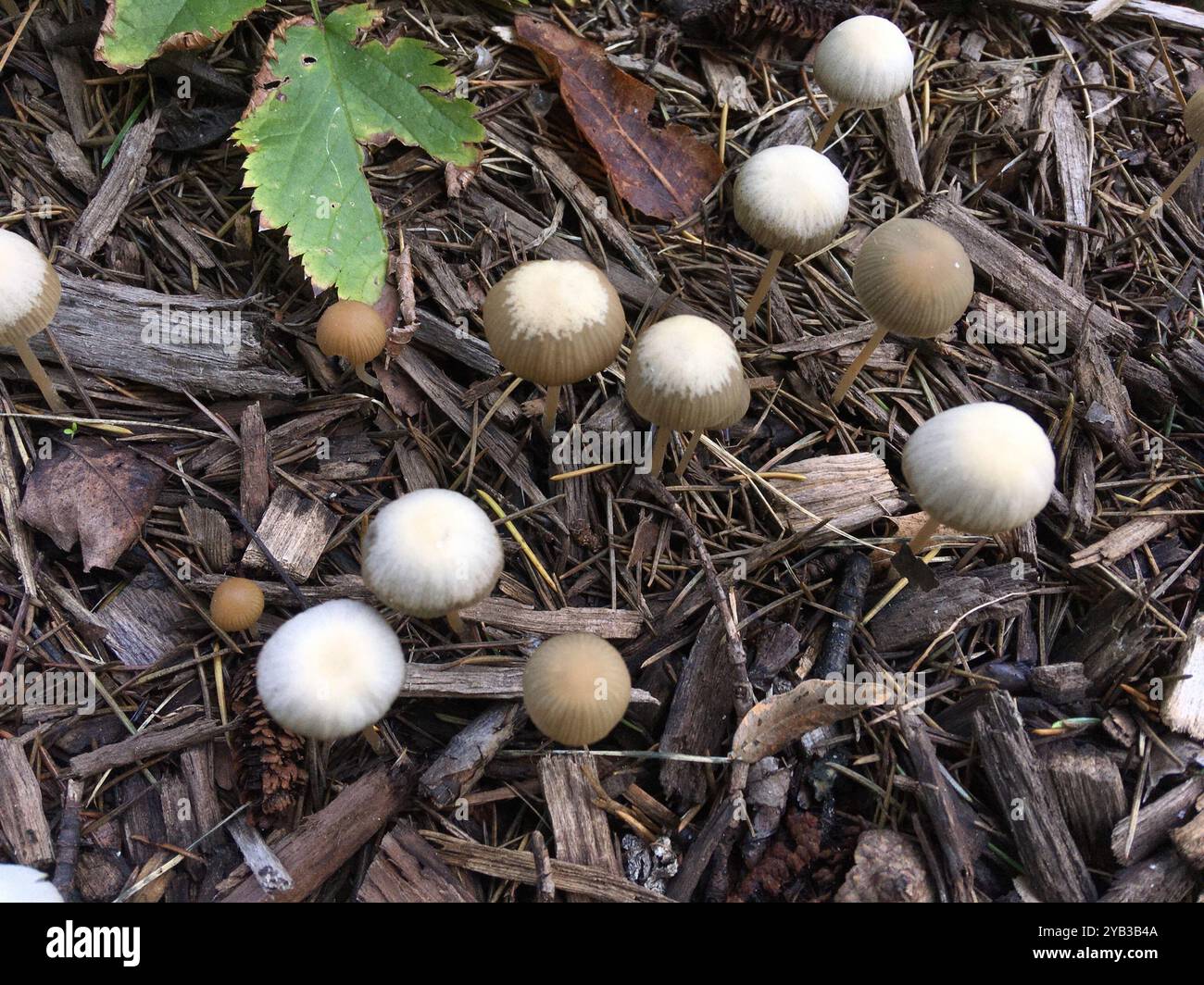 red edge brittlestem (Psathyrella corrugis) Fungi Stock Photo - Alamy