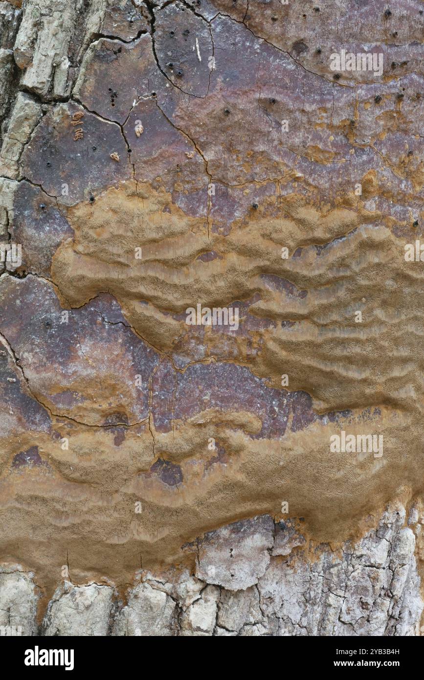 Elbowpatch Crust (Fomitiporia punctata) Fungi Stock Photo - Alamy
