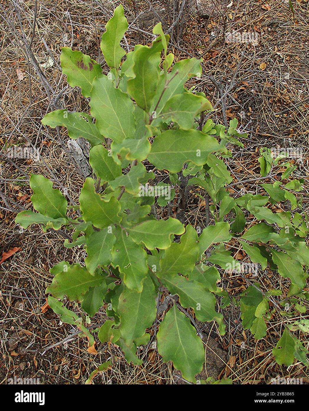 Magic Gwarrie (Euclea divinorum) Plantae Stock Photo - Alamy