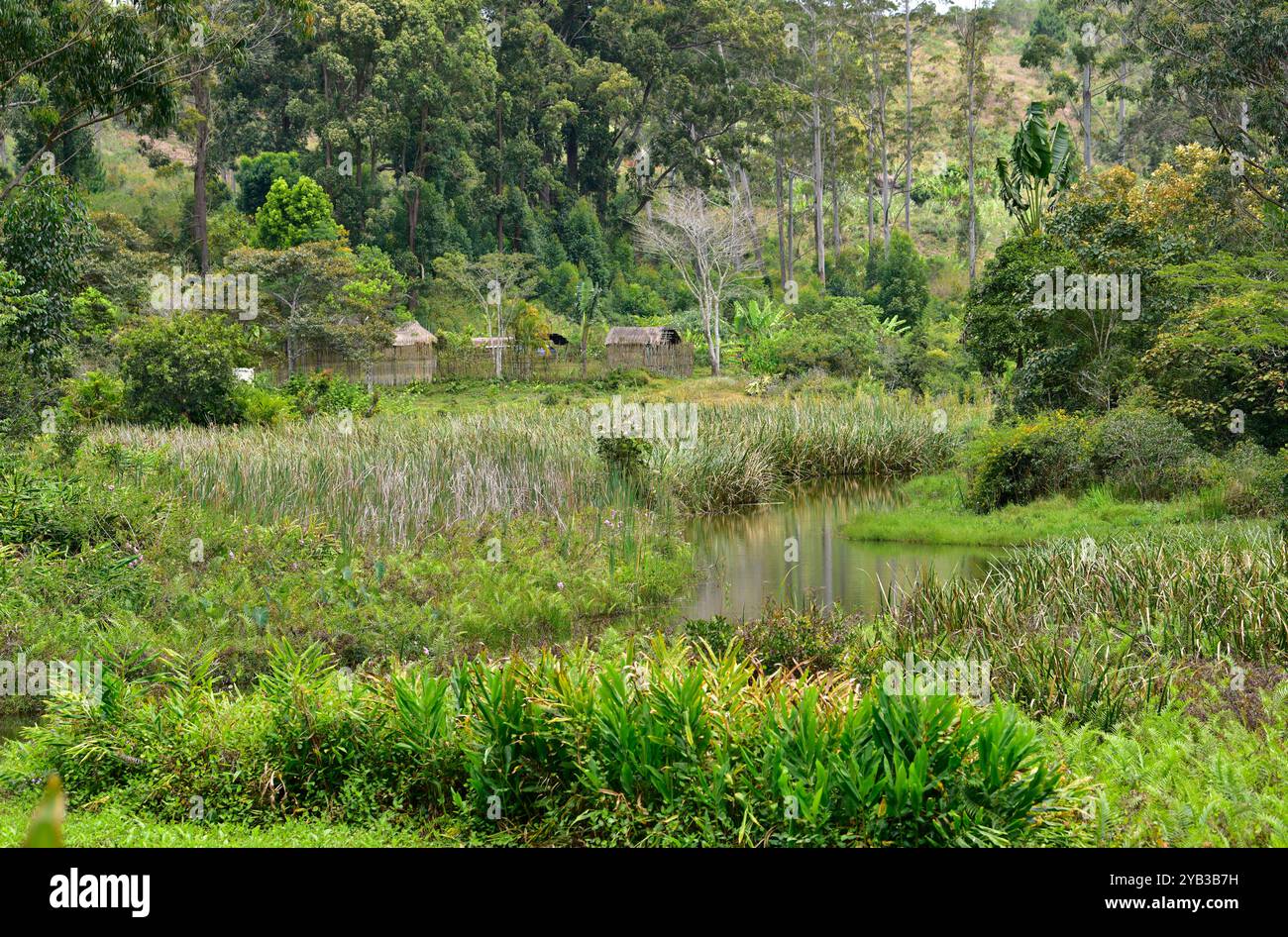 Vakona Forest Natural Reserve, rainforest. Andasibe, Alaotra-Mangoro ...