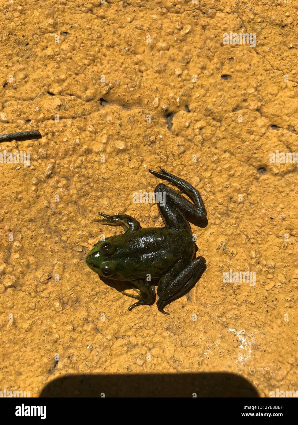Lesser Swimming Frog (Pseudis minuta) Amphibia Stock Photo - Alamy