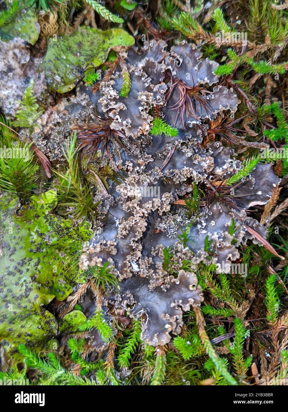 tree pelt lichen (Peltigera collina) Fungi Stock Photo - Alamy