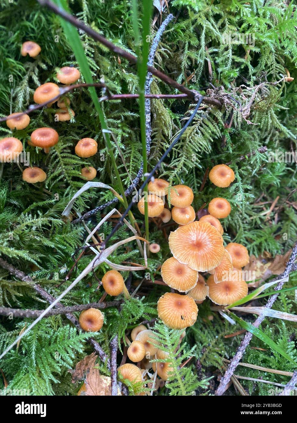 Pinewood Gingertail (Xeromphalina campanella) Fungi Stock Photo - Alamy