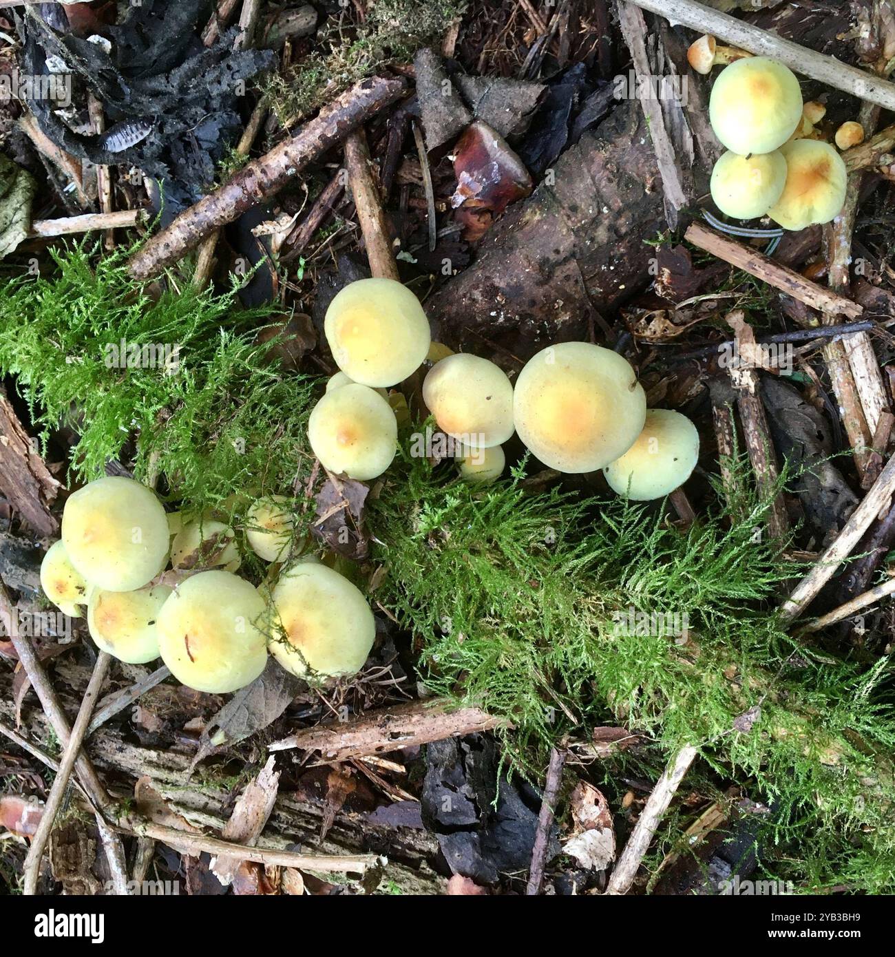 Sulphur Tuft (Hypholoma fasciculare) Fungi Stock Photo - Alamy