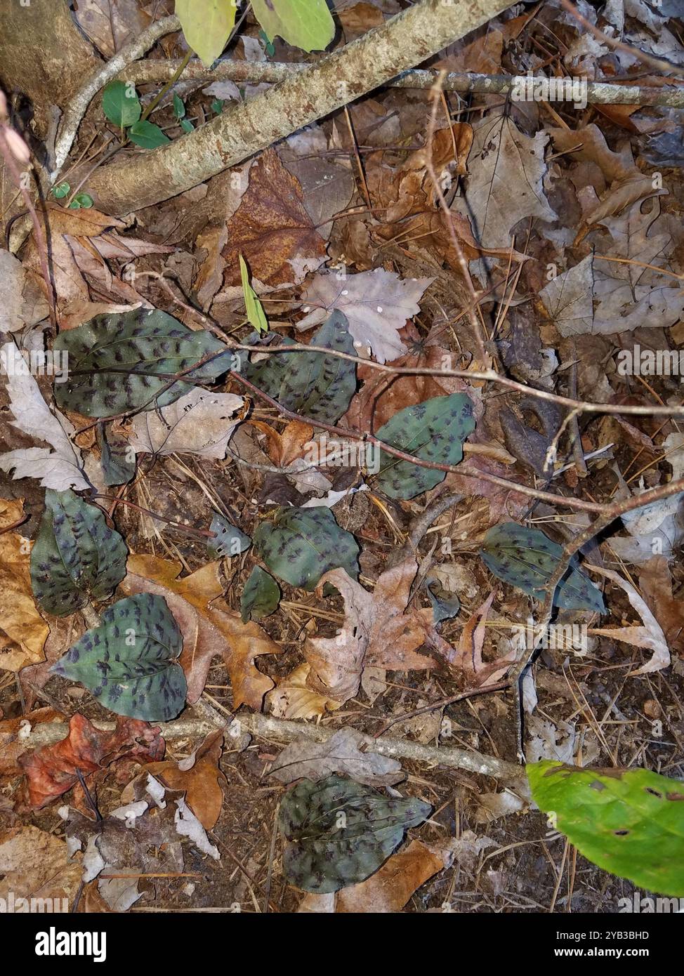 crane-fly orchid (Tipularia discolor) Plantae Stock Photo - Alamy