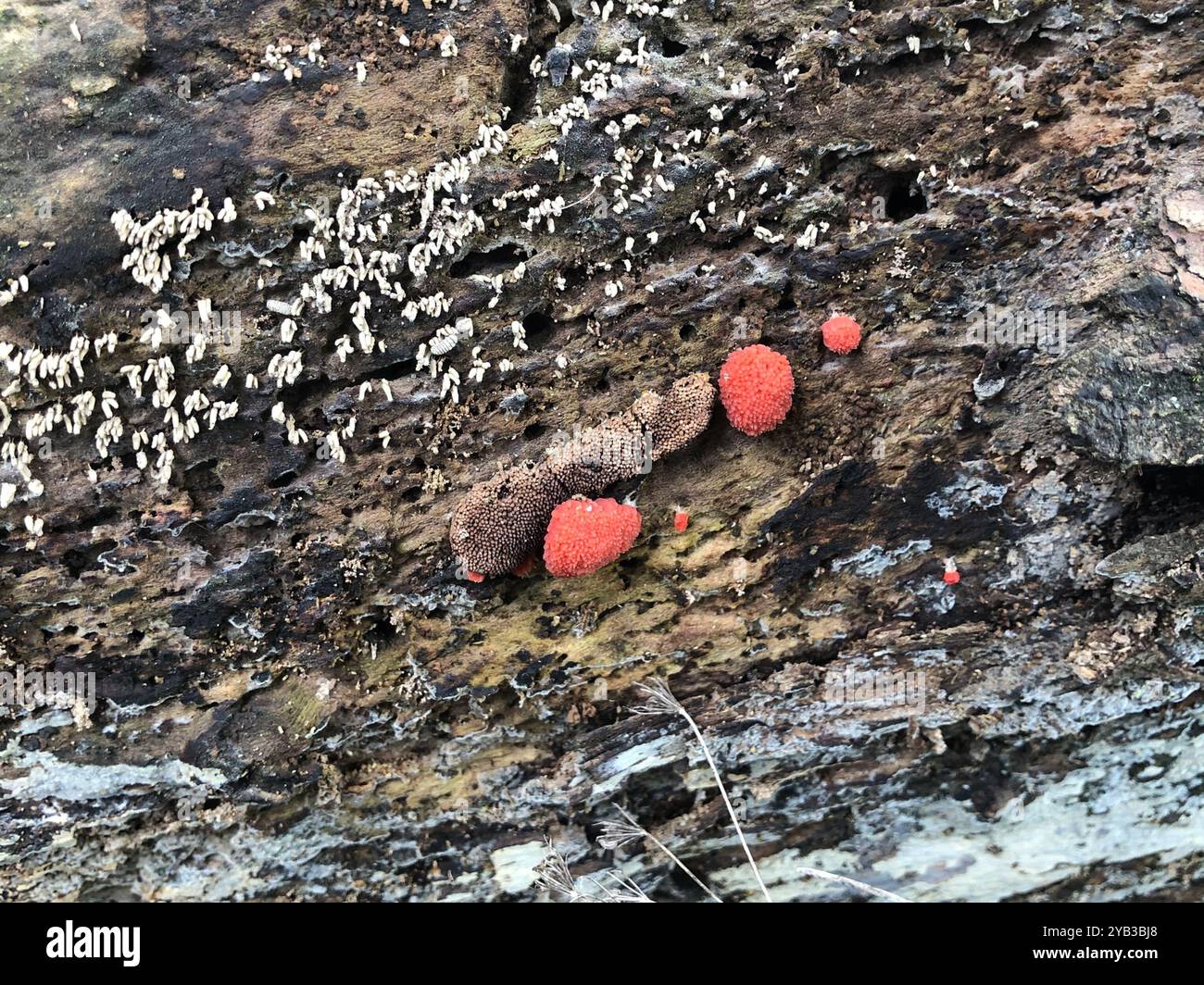 Red Raspberry Slime Mold (Tubifera ferruginosa) Protozoa Stock Photo ...