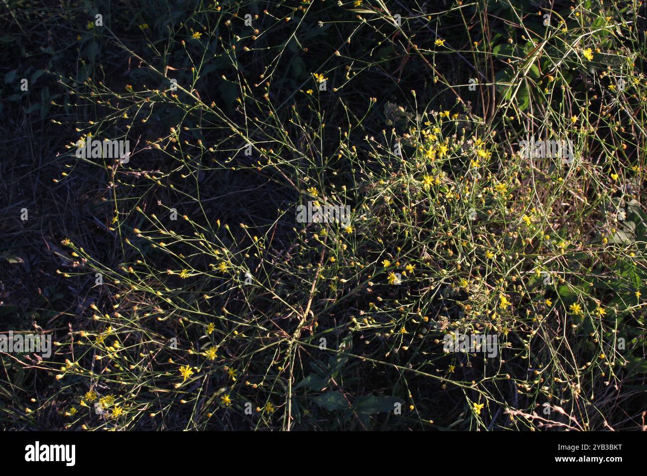 Texas Snakeweed (Gutierrezia texana) Plantae Stock Photo - Alamy