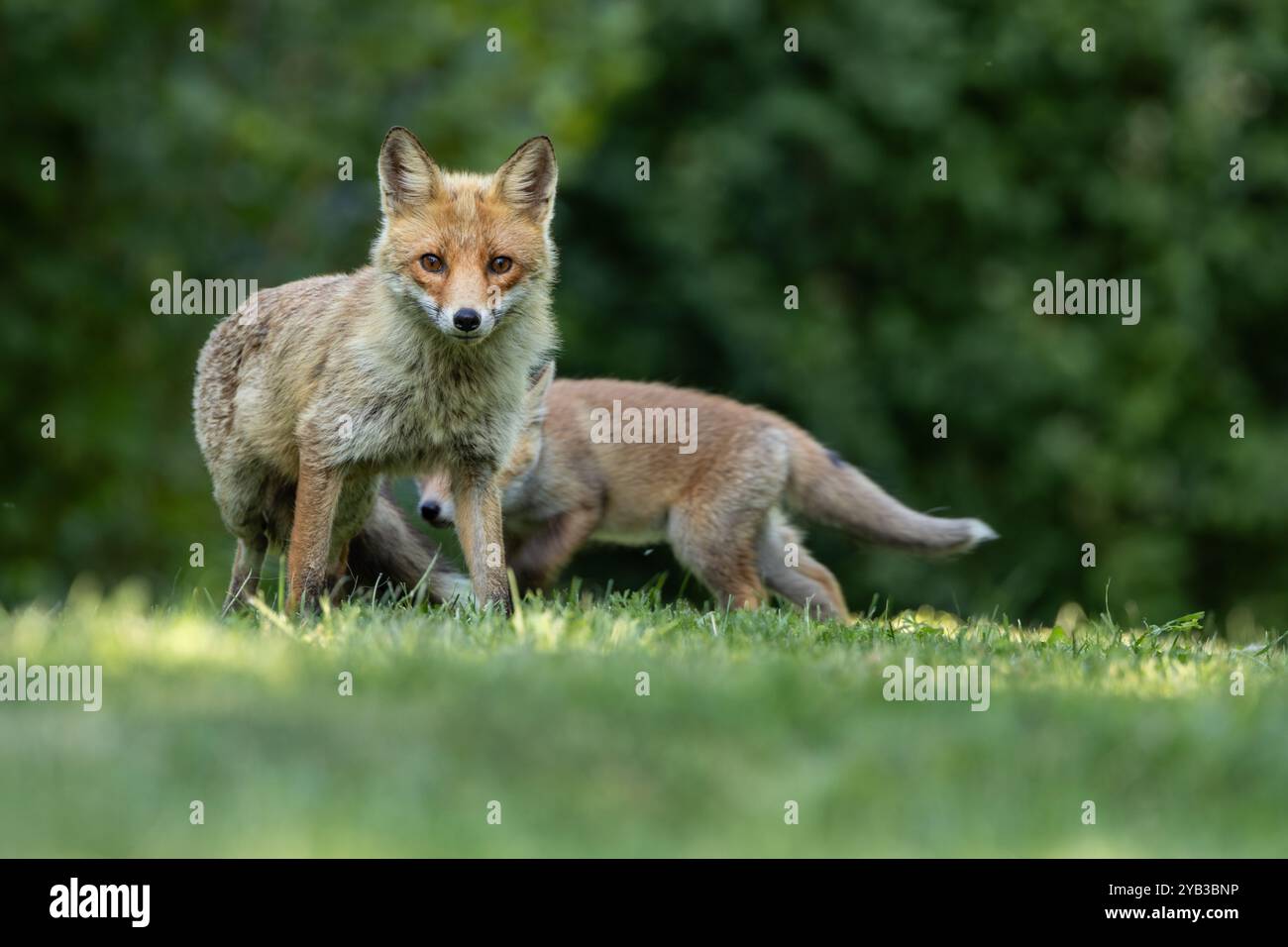 The red fox and her cubs Stock Photo - Alamy