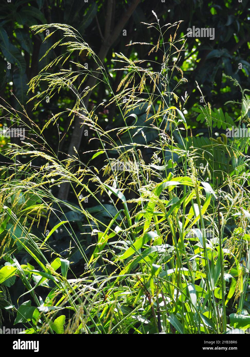 Wild Sorghum (Sorghum bicolor verticilliflorum) Plantae Stock Photo - Alamy