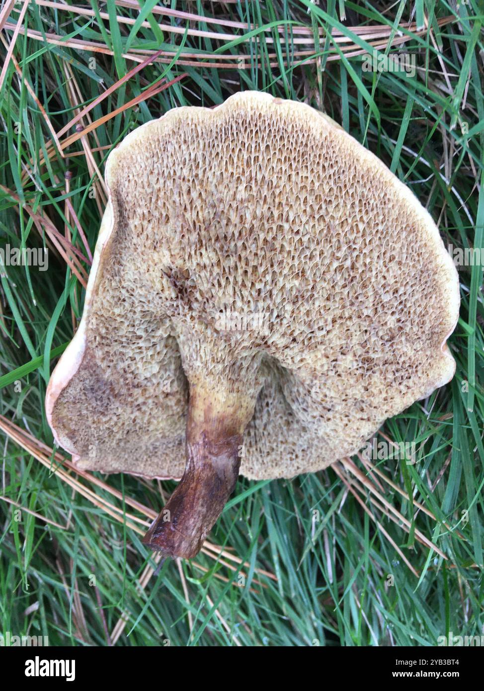 Butterball (Suillus weaverae) Fungi Stock Photo - Alamy