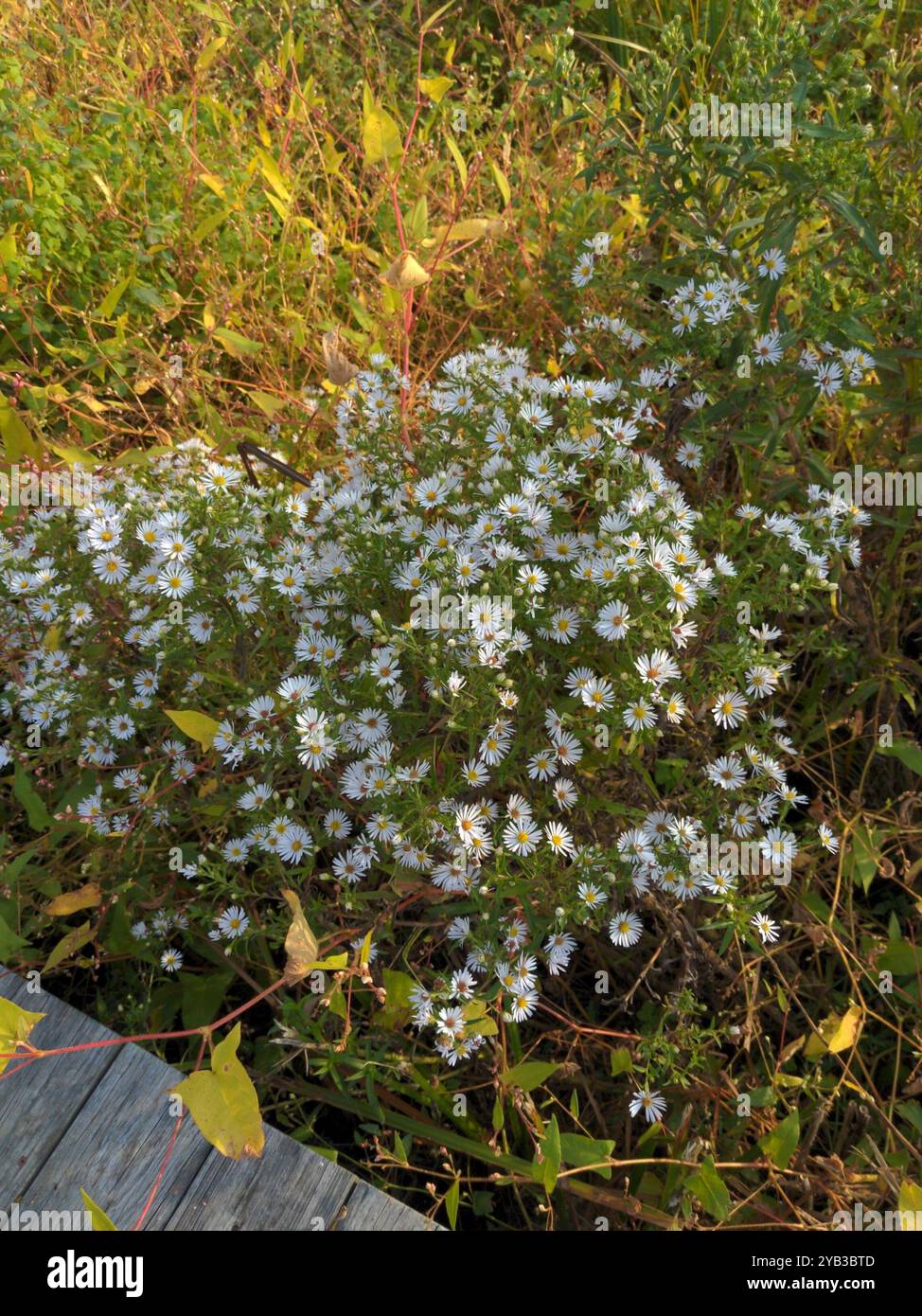 swamp aster (Symphyotrichum puniceum) Plantae Stock Photo - Alamy
