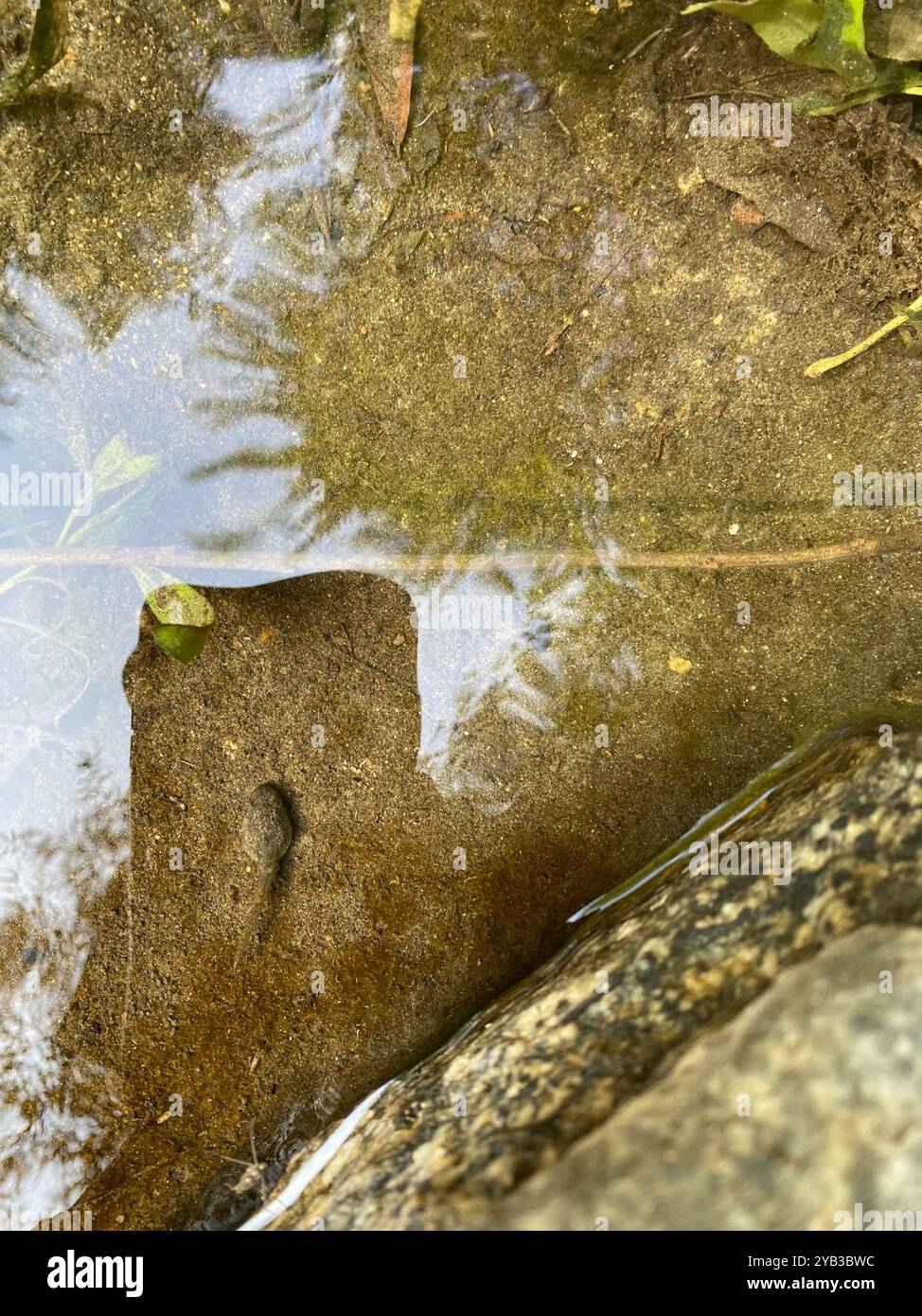 California Tree Frog (Pseudacris cadaverina) Amphibia Stock Photo - Alamy