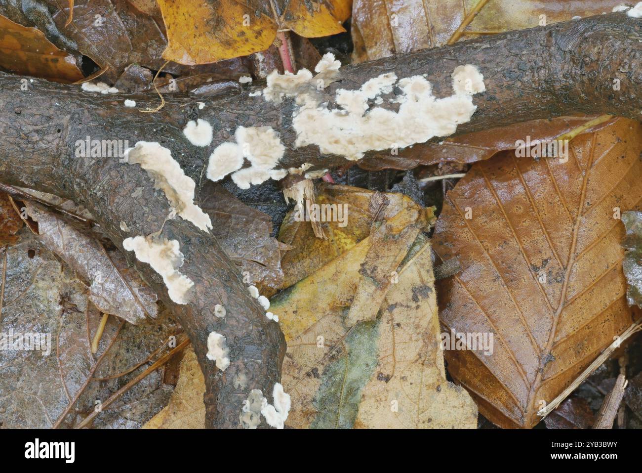 Cylindrobasidium hi-res stock photography and images - Alamy