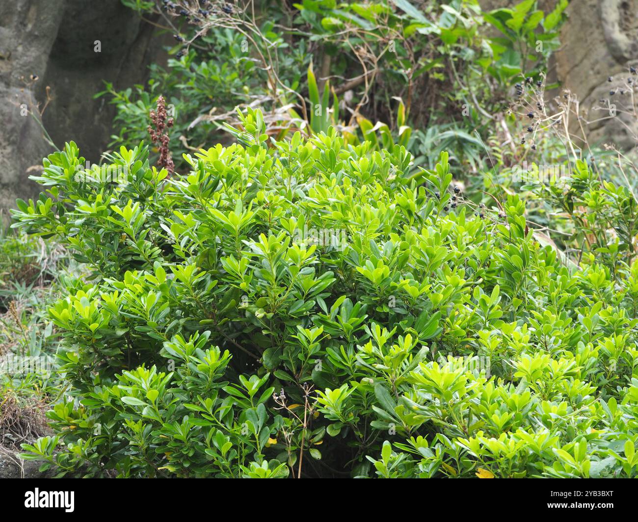 Japanese cheesewood (Pittosporum tobira) Plantae Stock Photo - Alamy