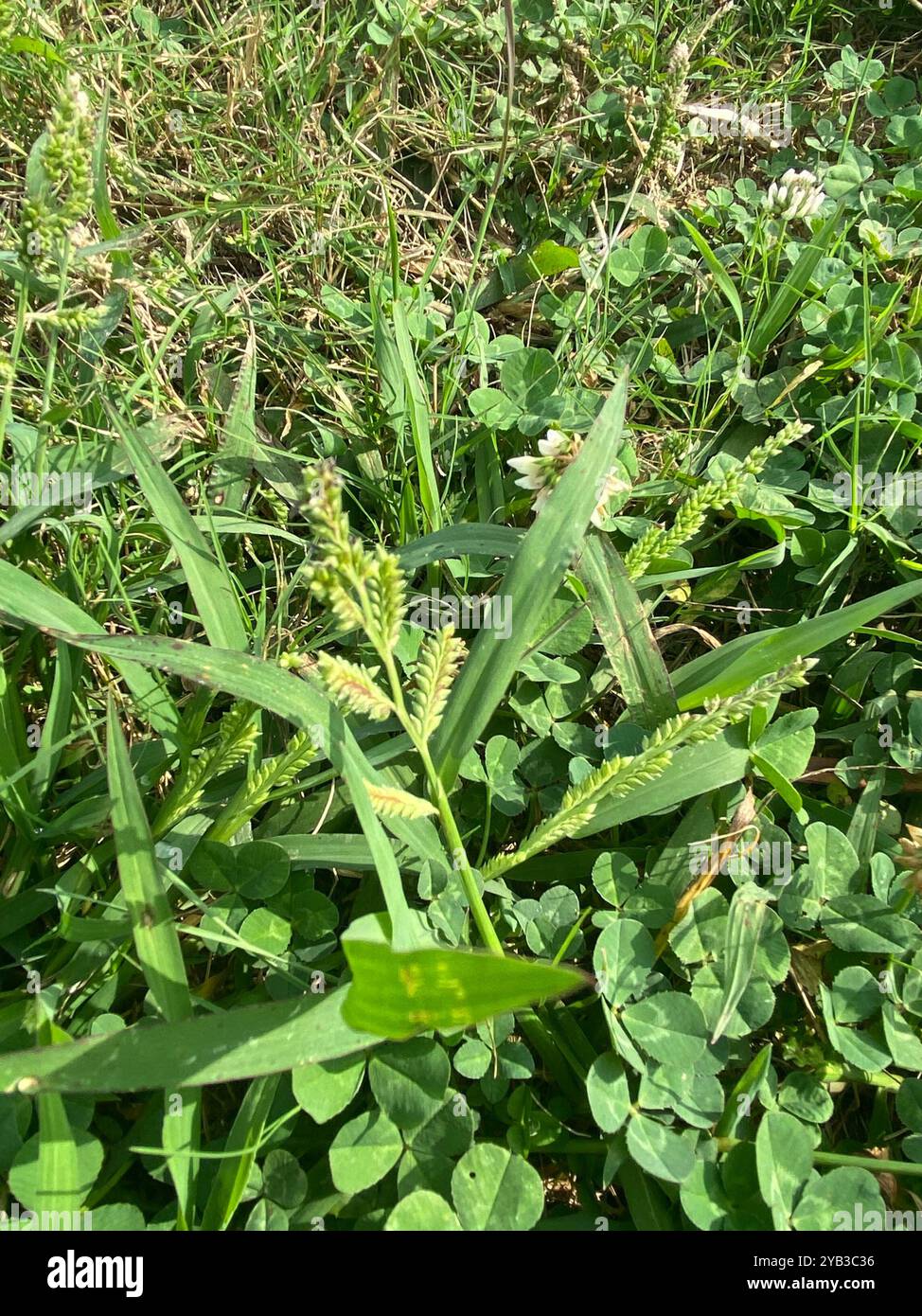 Jungle Rice (Echinochloa colonum) Plantae Stock Photo - Alamy