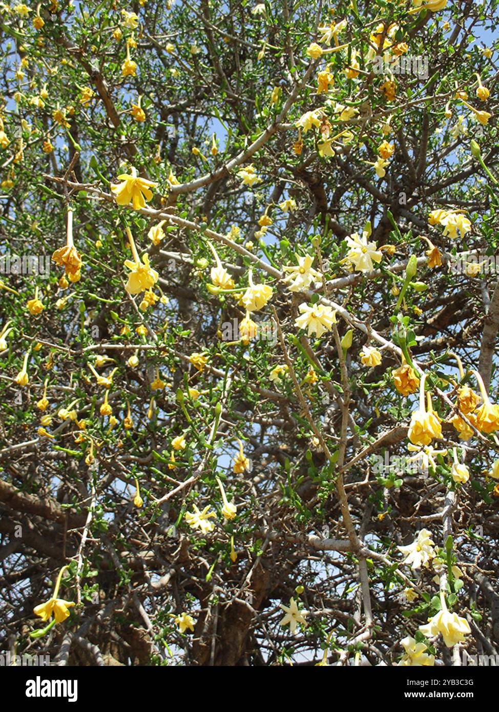 Bushveld Gardenia (Gardenia volkensii) Plantae Stock Photo - Alamy