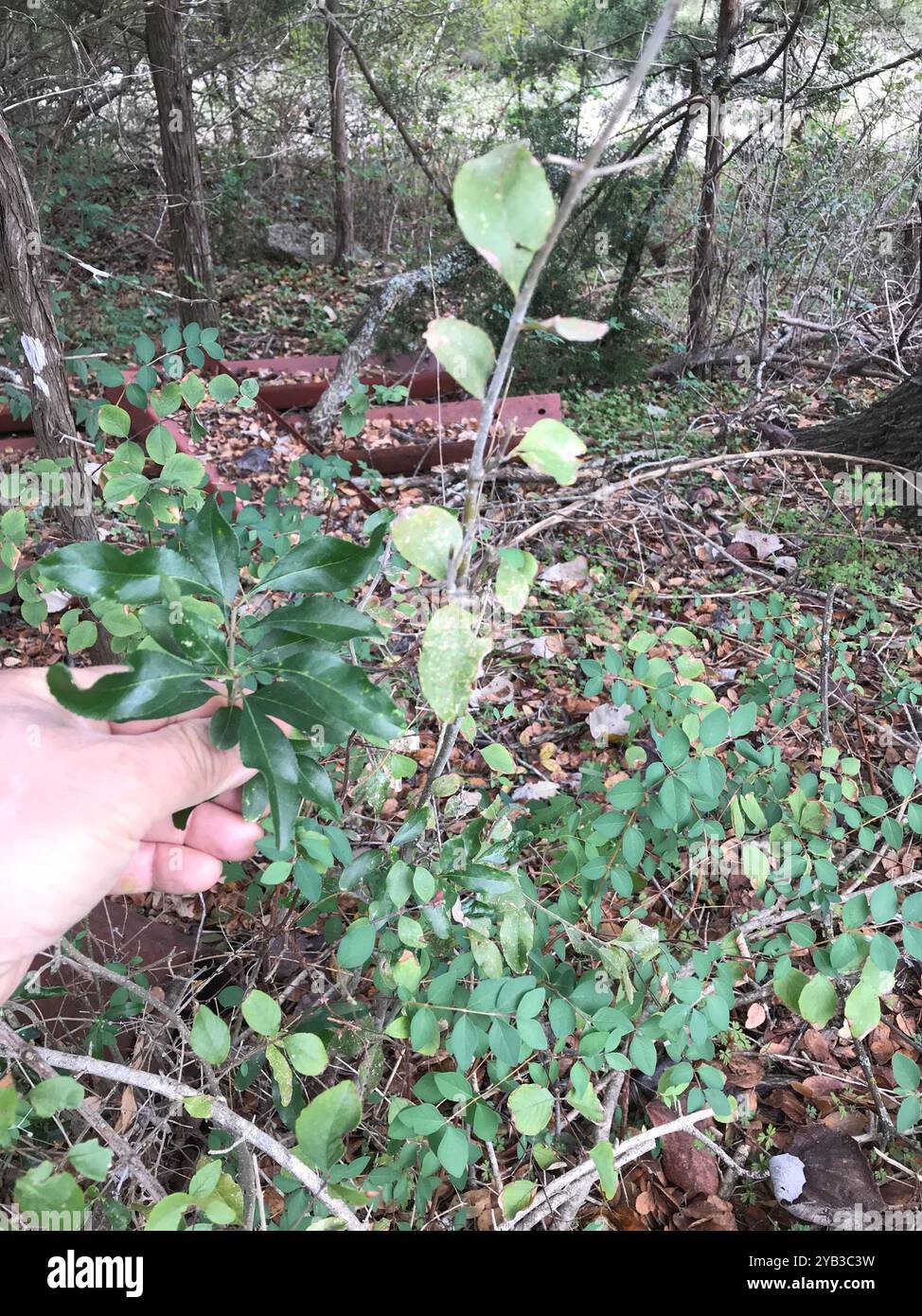 Stretchberry (Forestiera pubescens) Plantae Stock Photo - Alamy