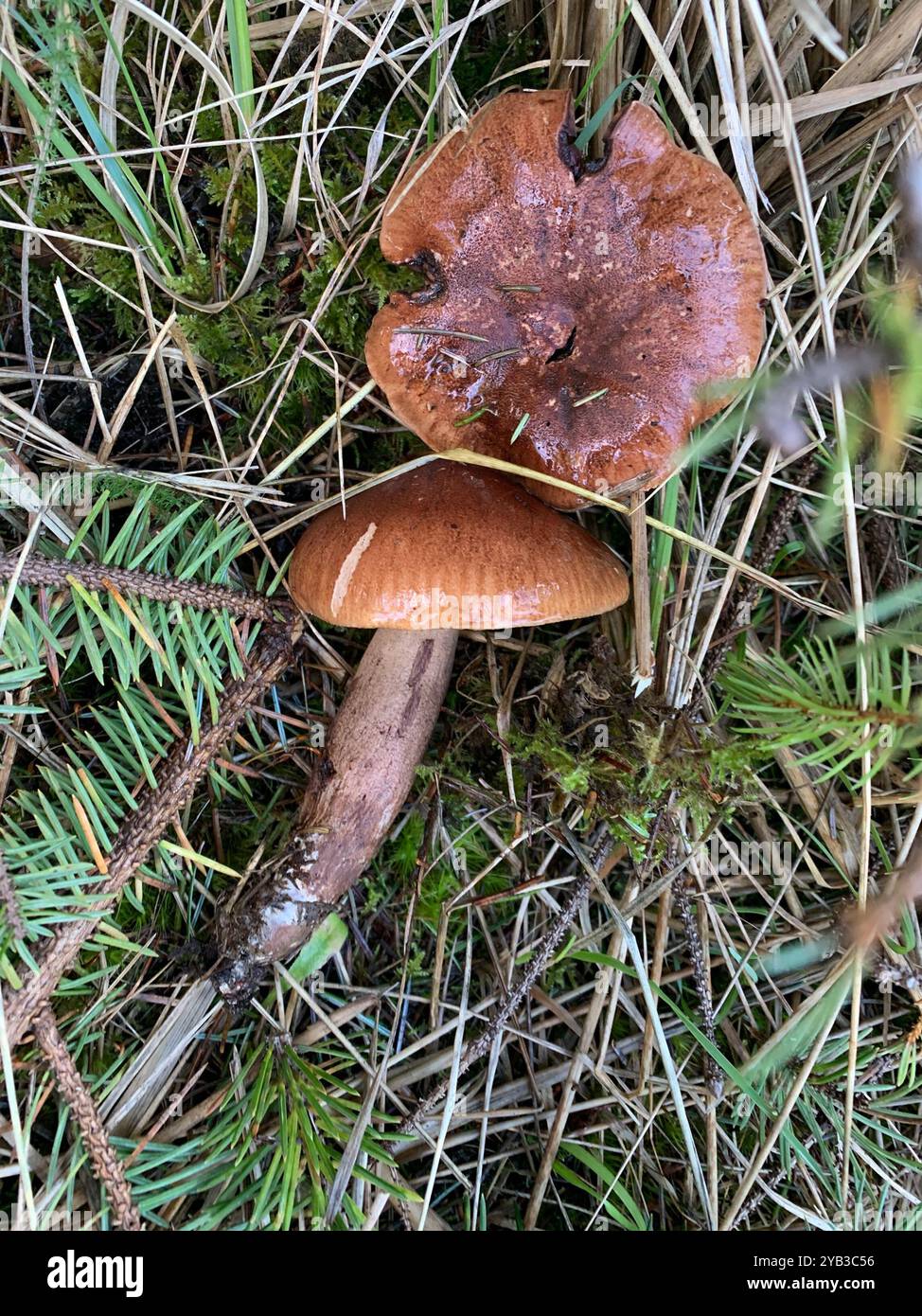 Birch Knight (Tricholoma fulvum) Fungi Stock Photo - Alamy