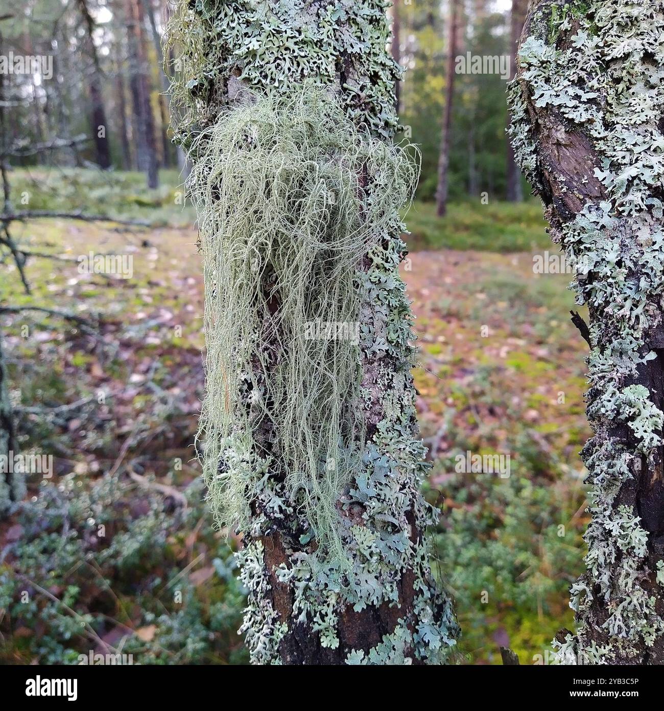 Fishbone Beard Lichen (Usnea dasopoga) Fungi Stock Photo - Alamy