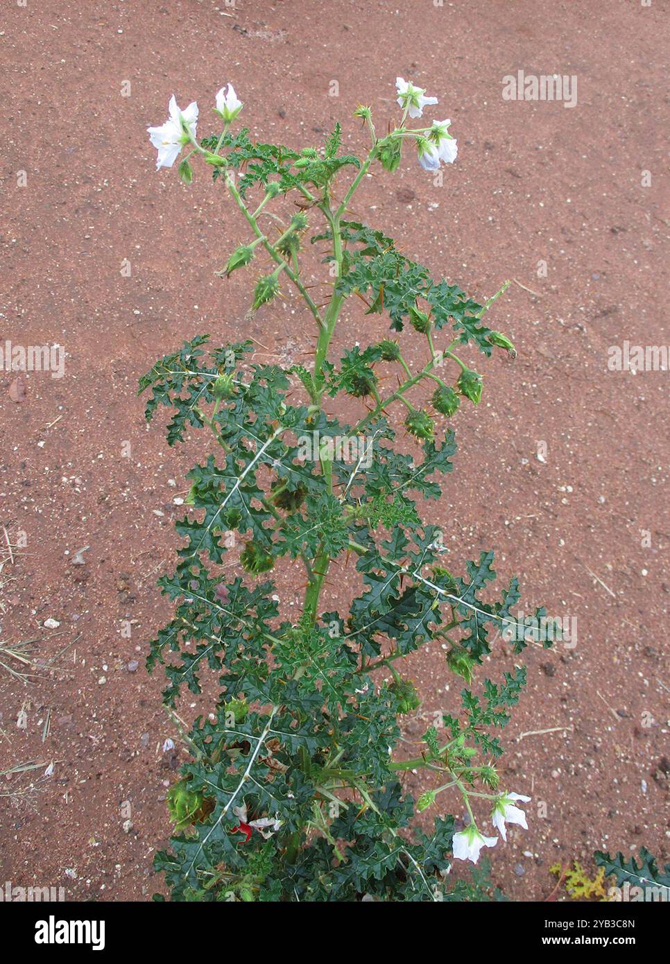 Red Buffalo-bur (Solanum sisymbriifolium) Plantae Stock Photo - Alamy