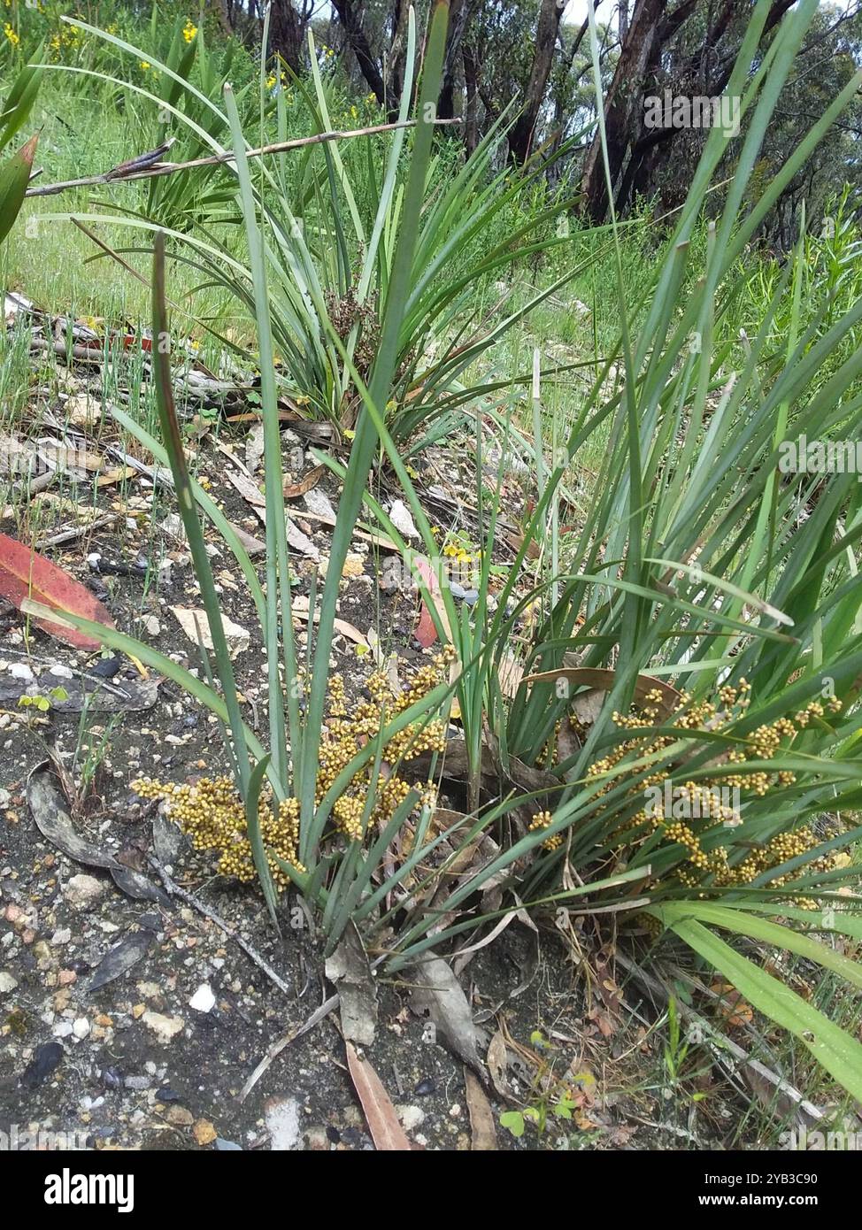 iron-grass (Lomandra multiflora dura) Plantae Stock Photo - Alamy