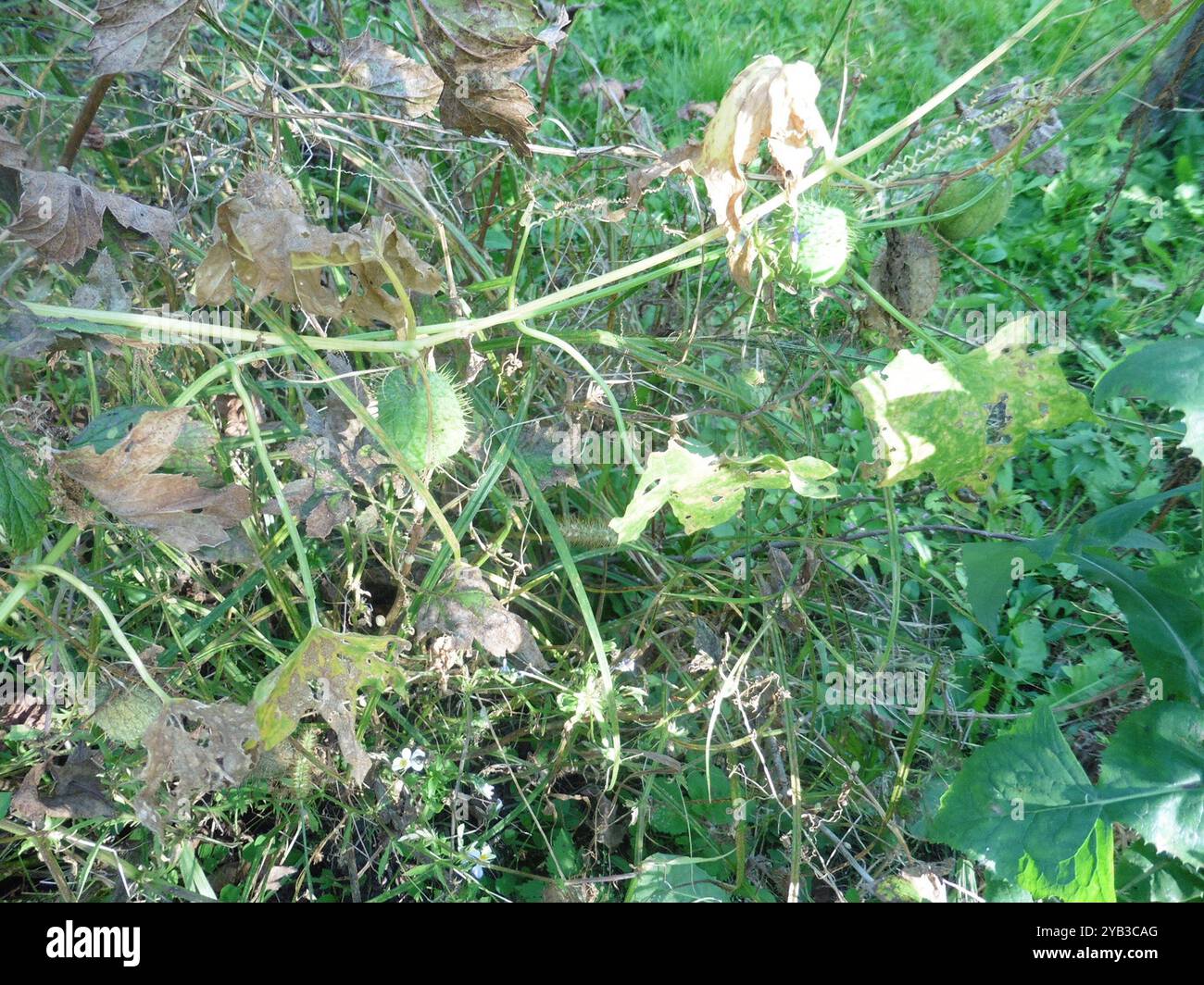 wild cucumber (Echinocystis lobata) Plantae Stock Photo - Alamy