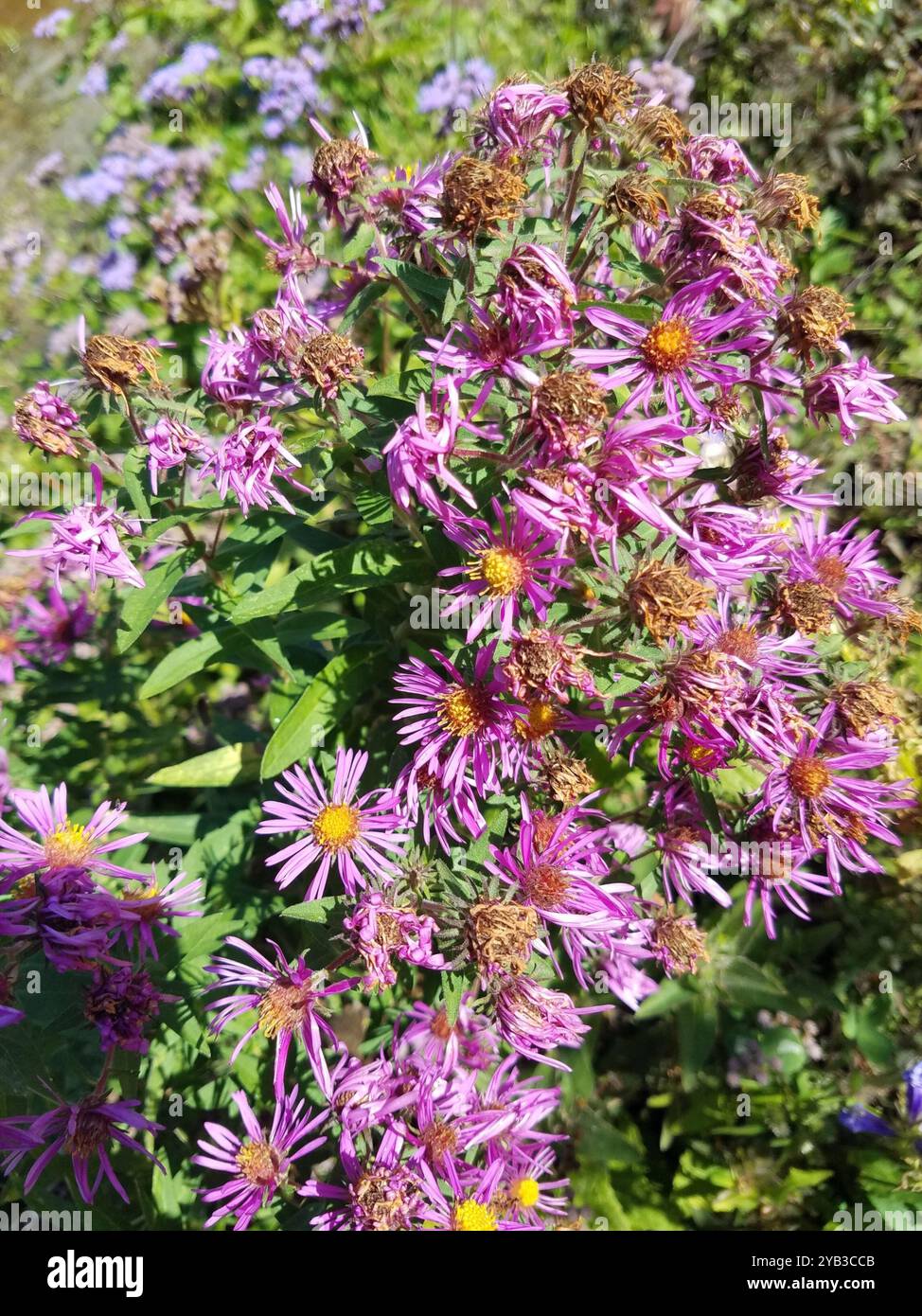 New England aster (Symphyotrichum novae-angliae) Plantae Stock Photo ...