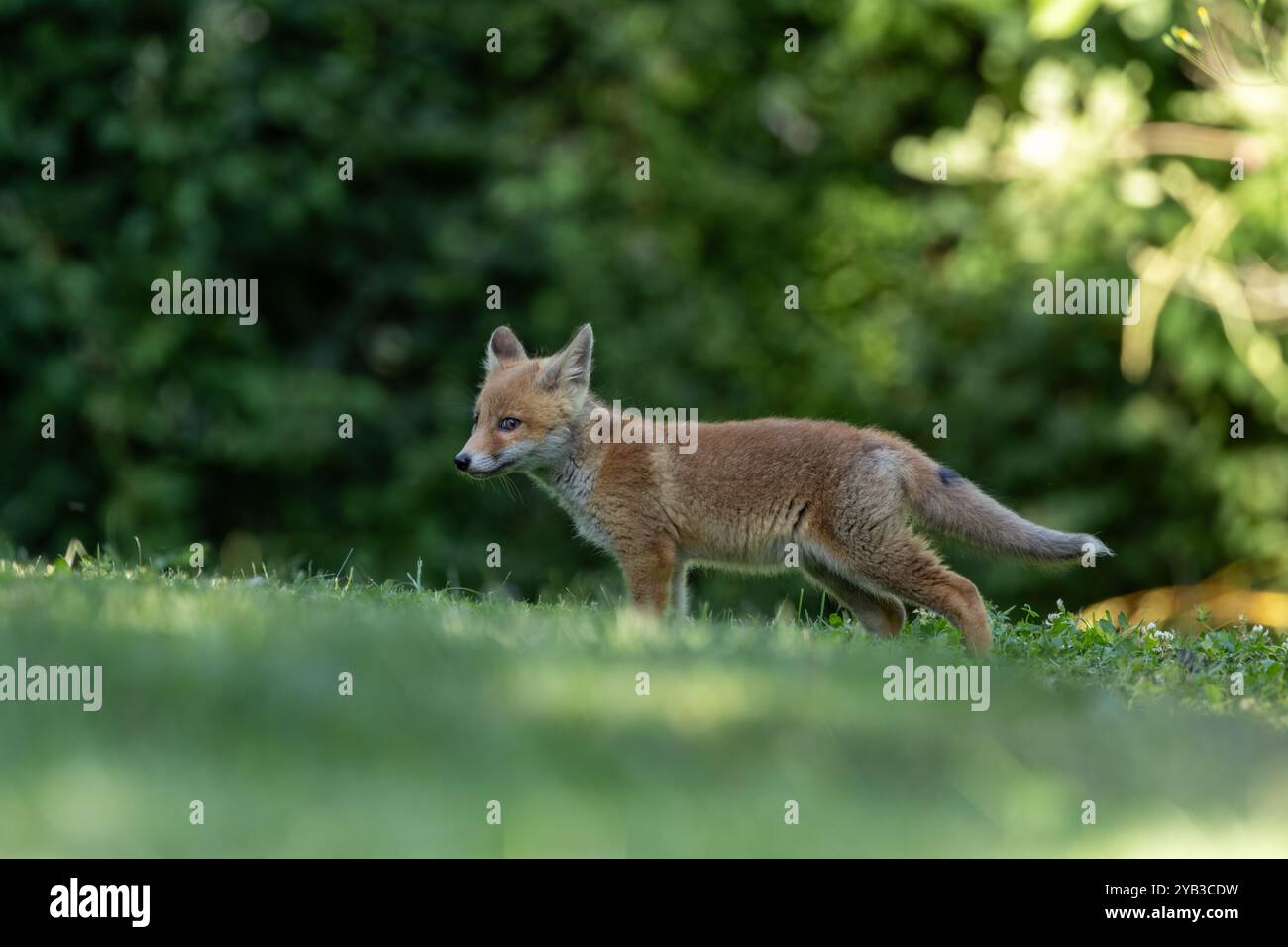 The red fox and her cubs Stock Photo - Alamy