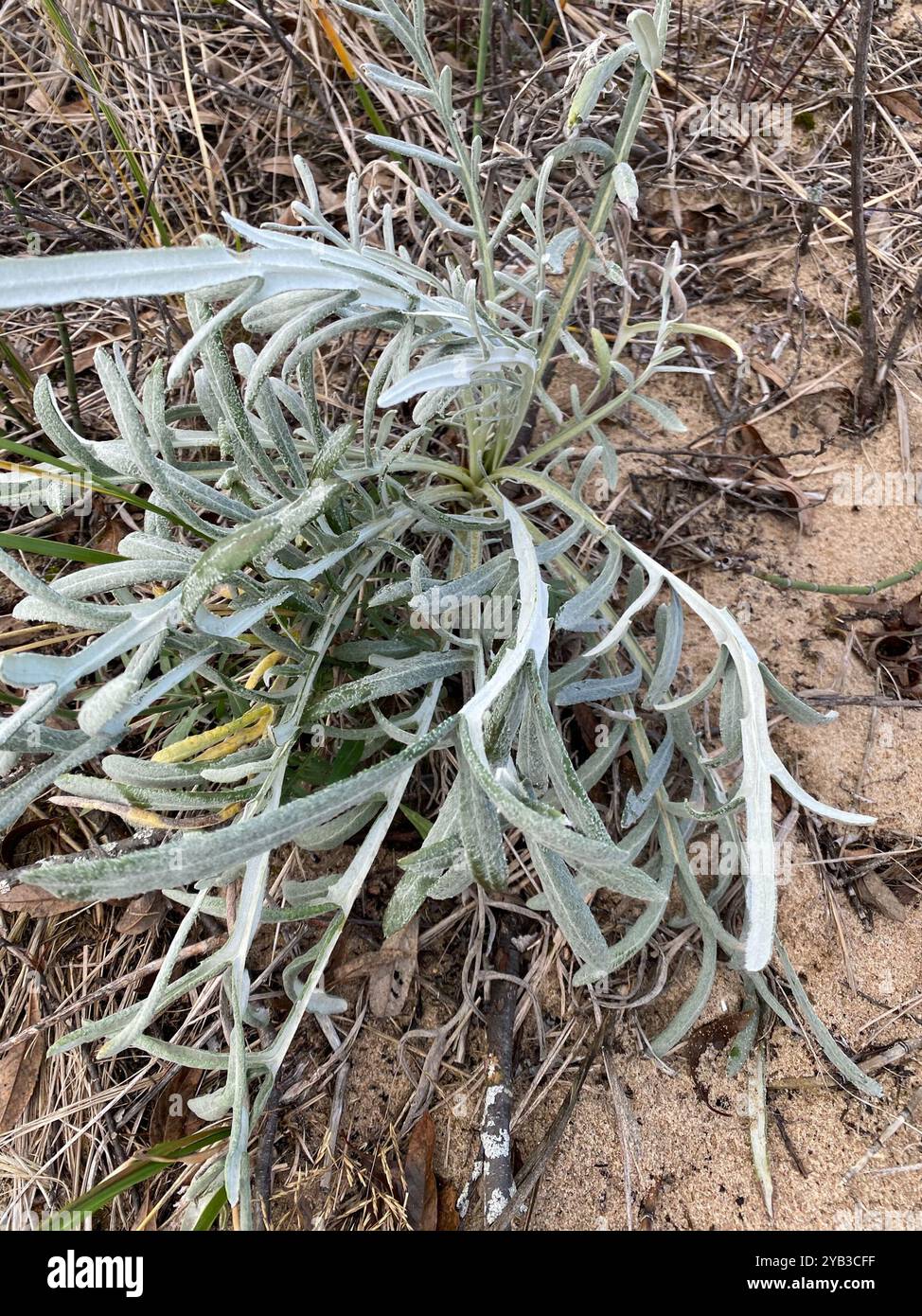 Pitcher's thistle (Cirsium pitcheri) Plantae Stock Photo - Alamy