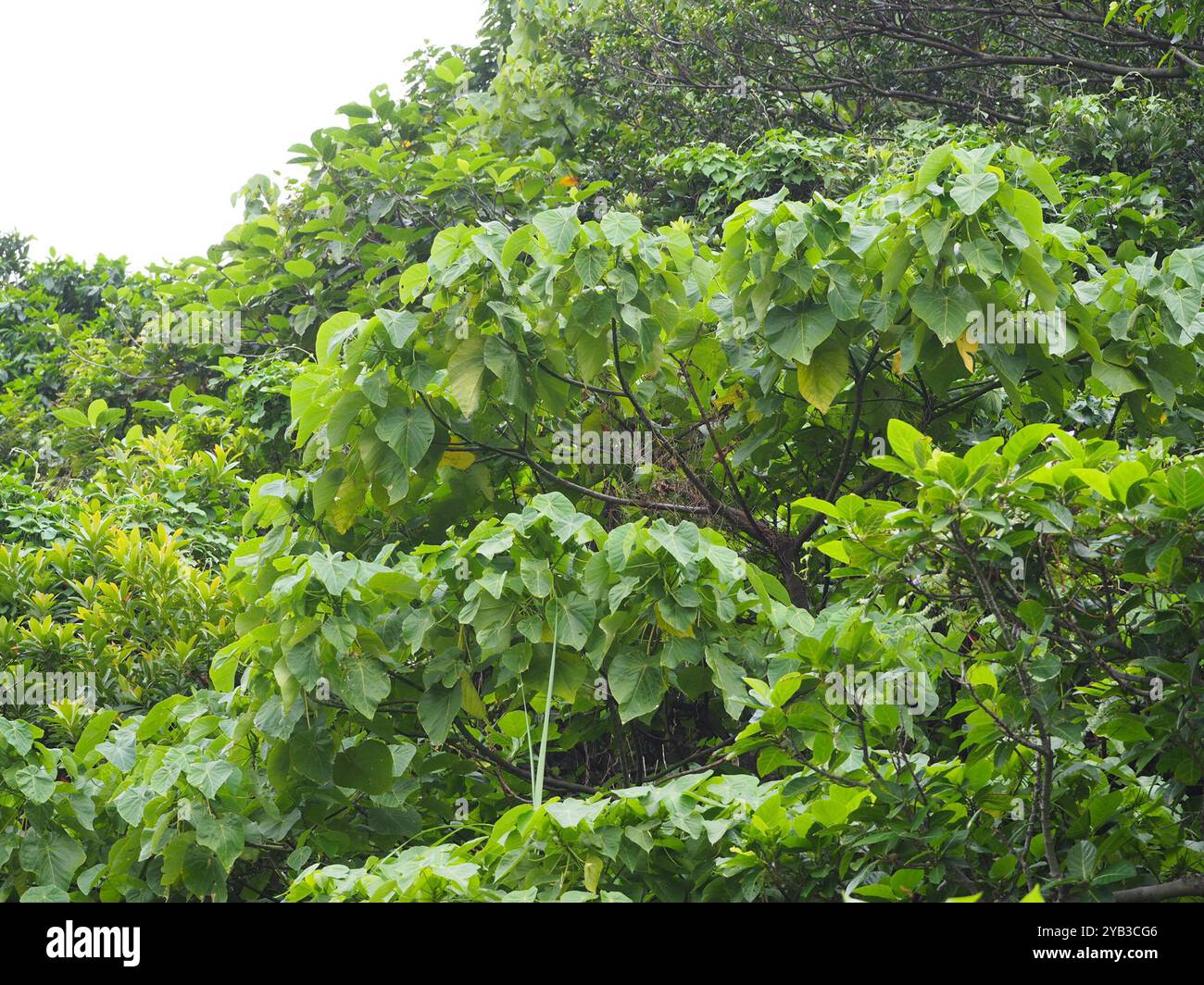Elephant's Ear (Macaranga tanarius) Plantae Stock Photo - Alamy
