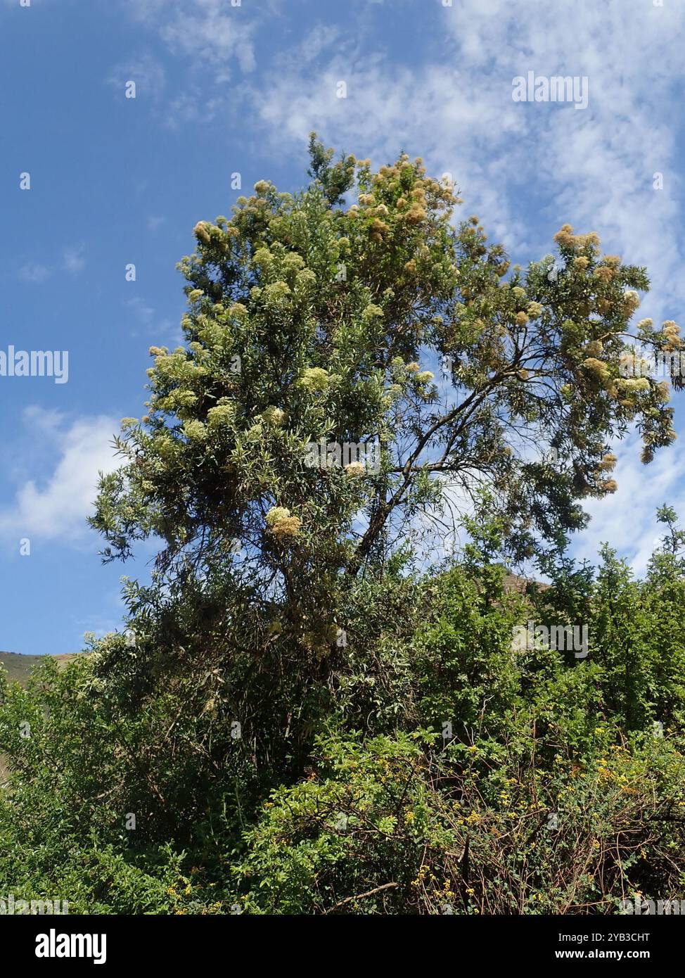 False Olive (Buddleja saligna) Plantae Stock Photo - Alamy