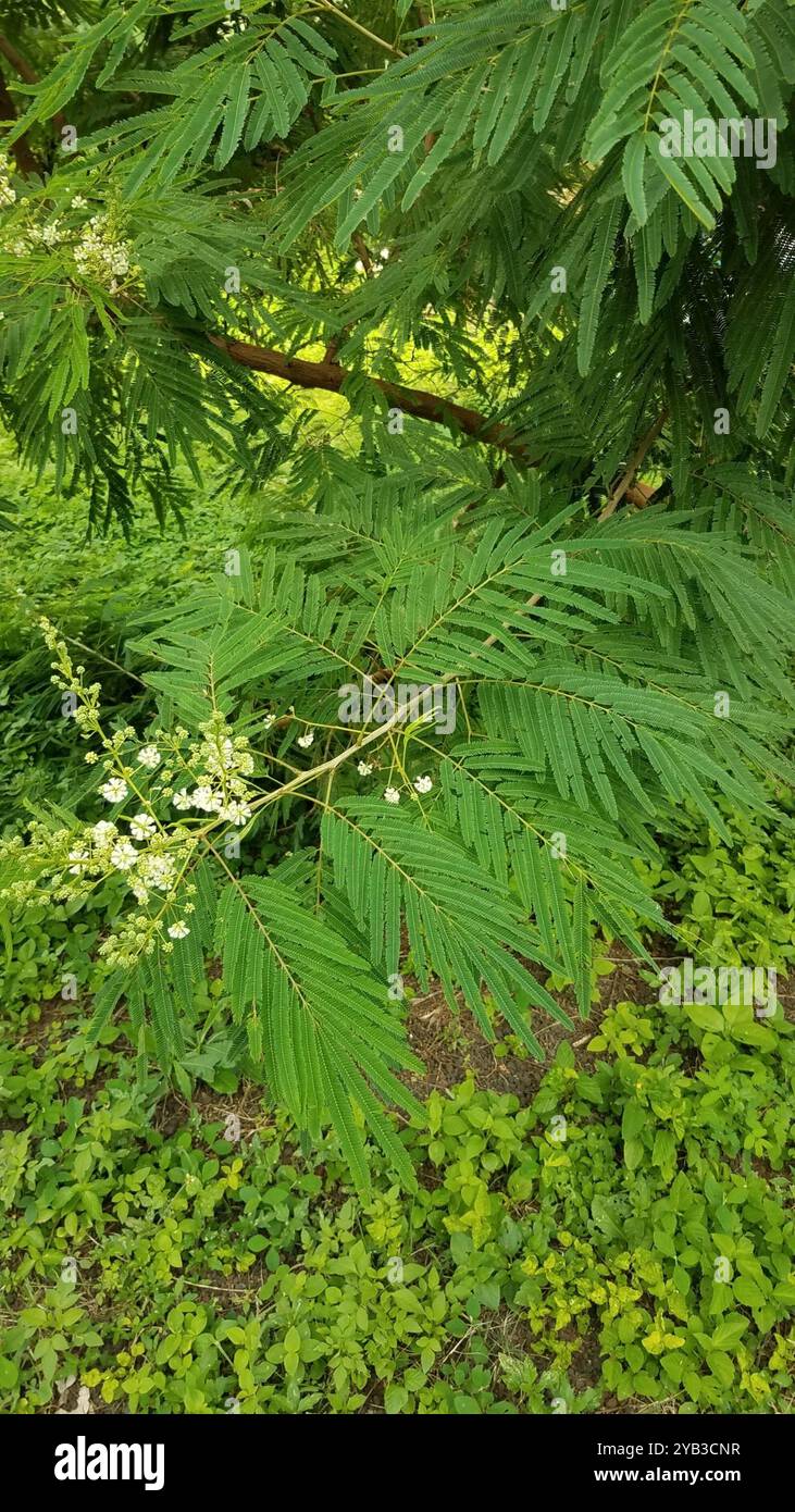 White leadtree (Leucaena leucocephala) Plantae Stock Photo - Alamy