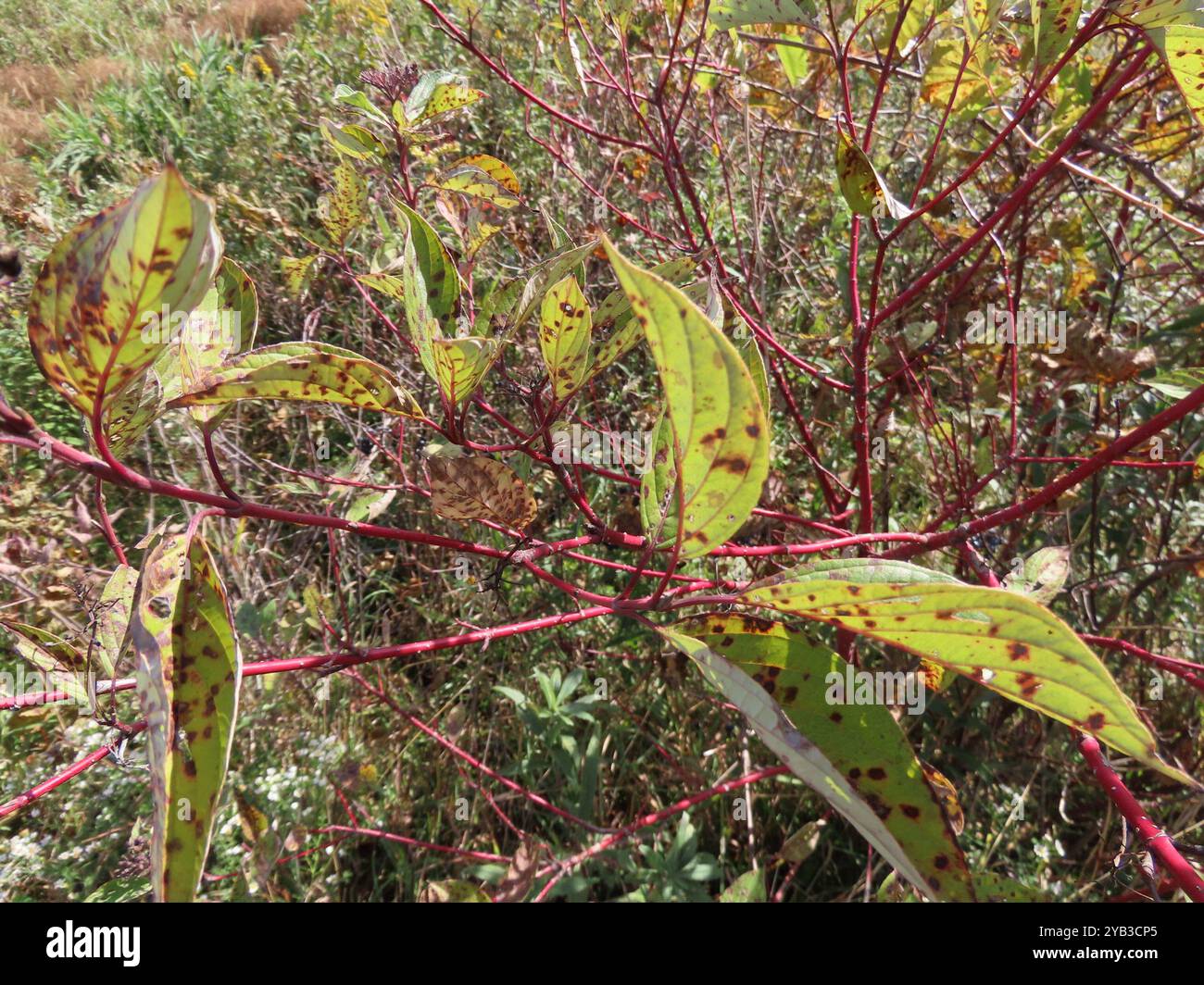 red osier dogwood (Cornus sericea) Plantae Stock Photo - Alamy
