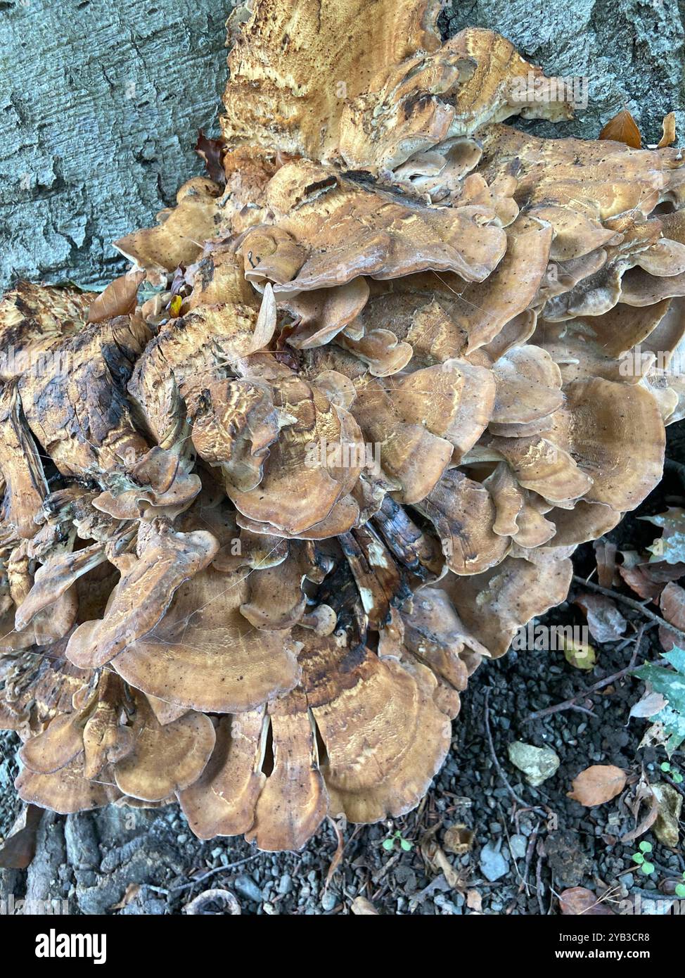 Giant Polypore (Meripilus giganteus) Fungi Stock Photo - Alamy