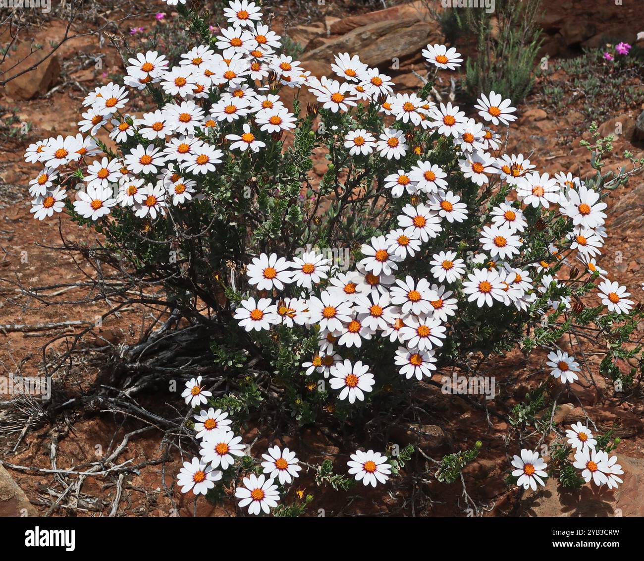 Sticky Rain Daisy (Dimorphotheca cuneata) Plantae Stock Photo - Alamy
