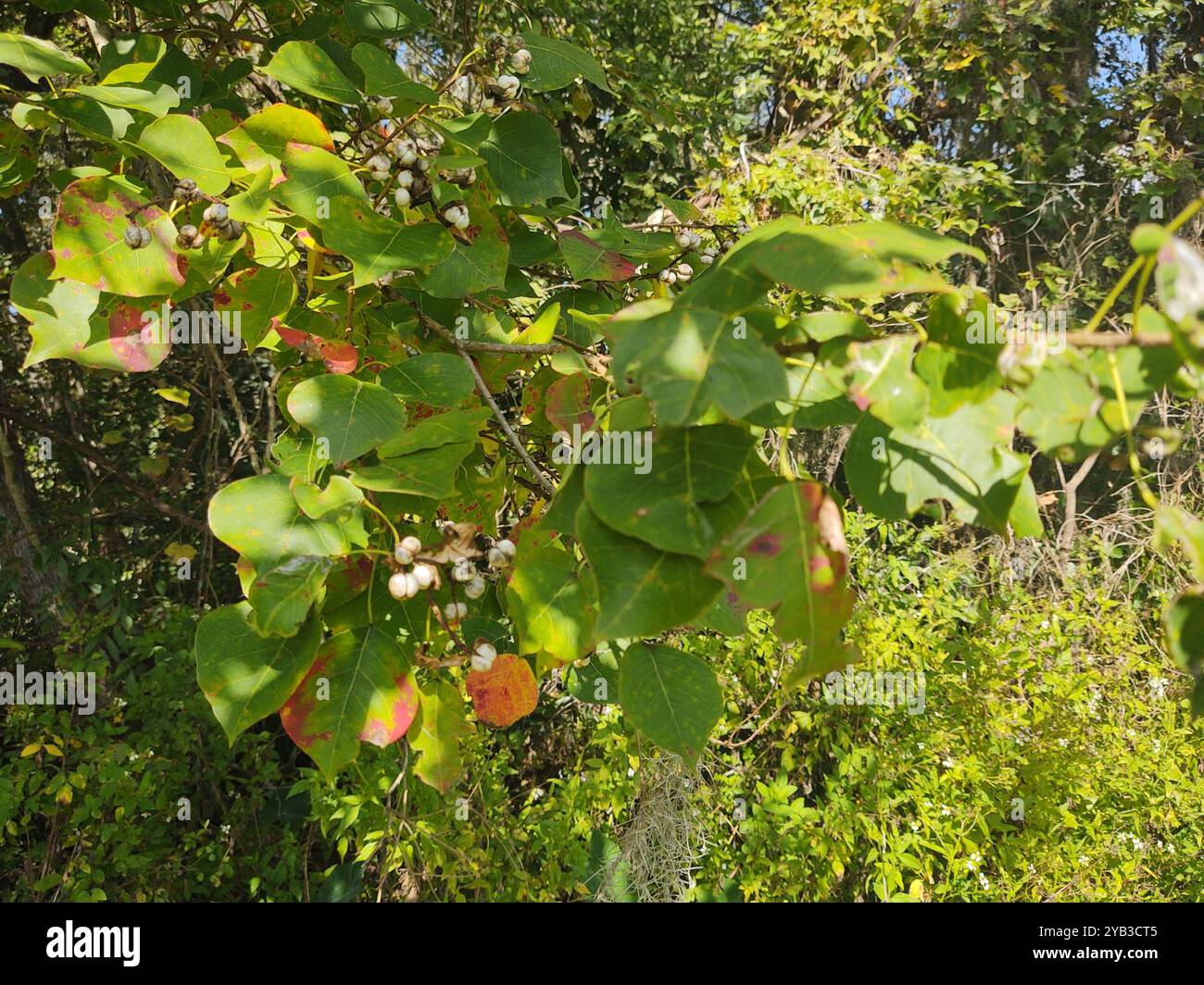 Chinese Tallow (Triadica sebifera) Plantae Stock Photo - Alamy
